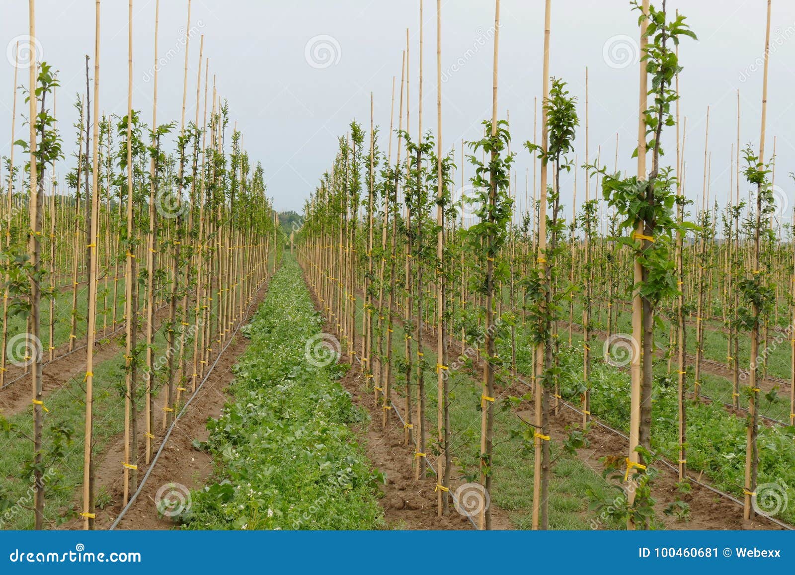 Young Trees Stabilized with Rods Stock Image - Image of plants, holding ...