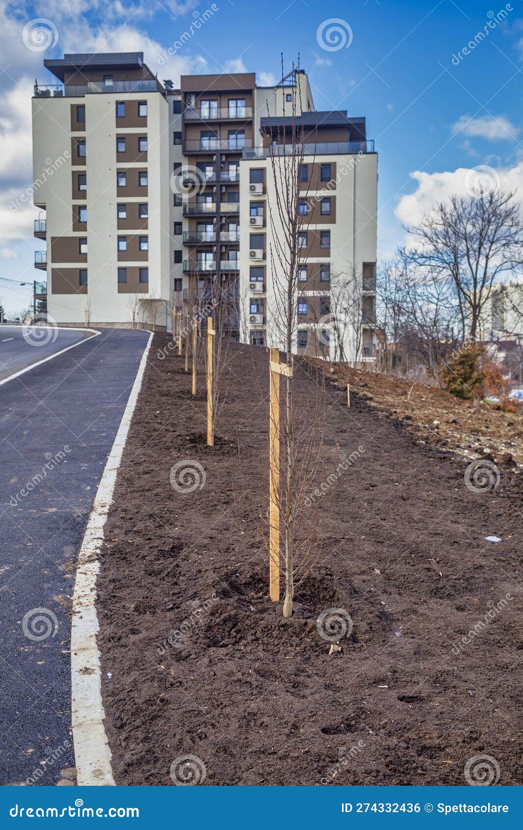 Young trees planted stock photo. Image of conservation - 274332436