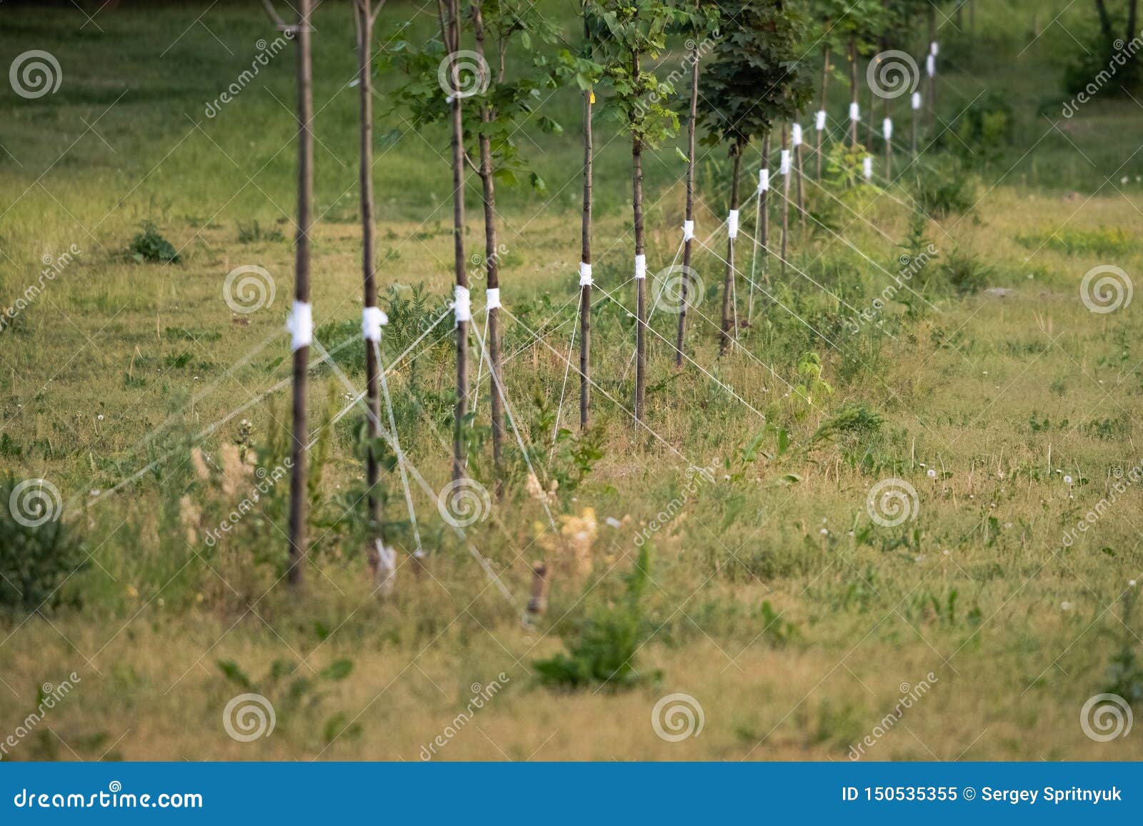 Young Trees Planted in a Row and Secured with a Rope Stock Image ...