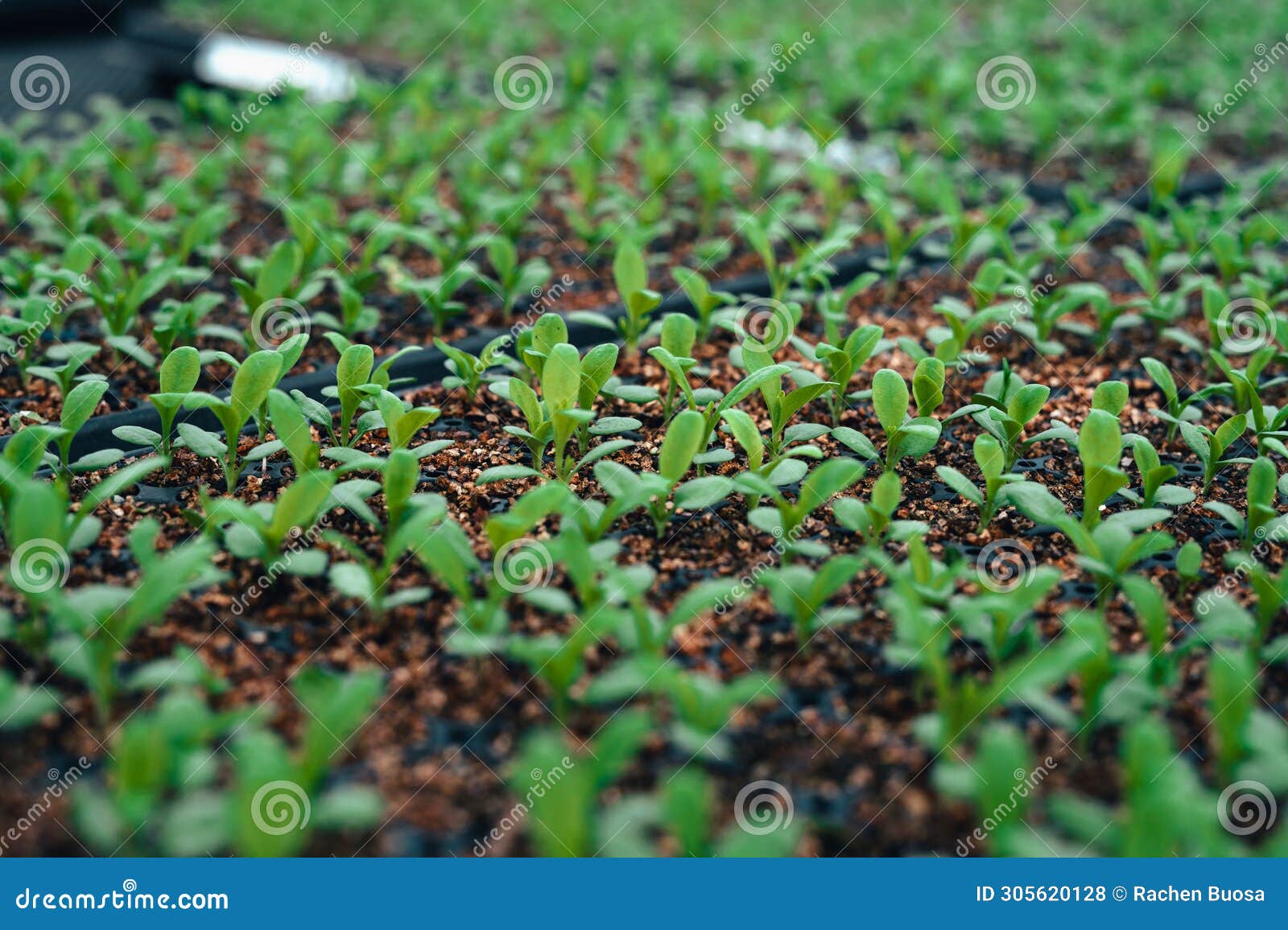 Young Trees in the Planting Plot Stock Photo - Image of gardening ...