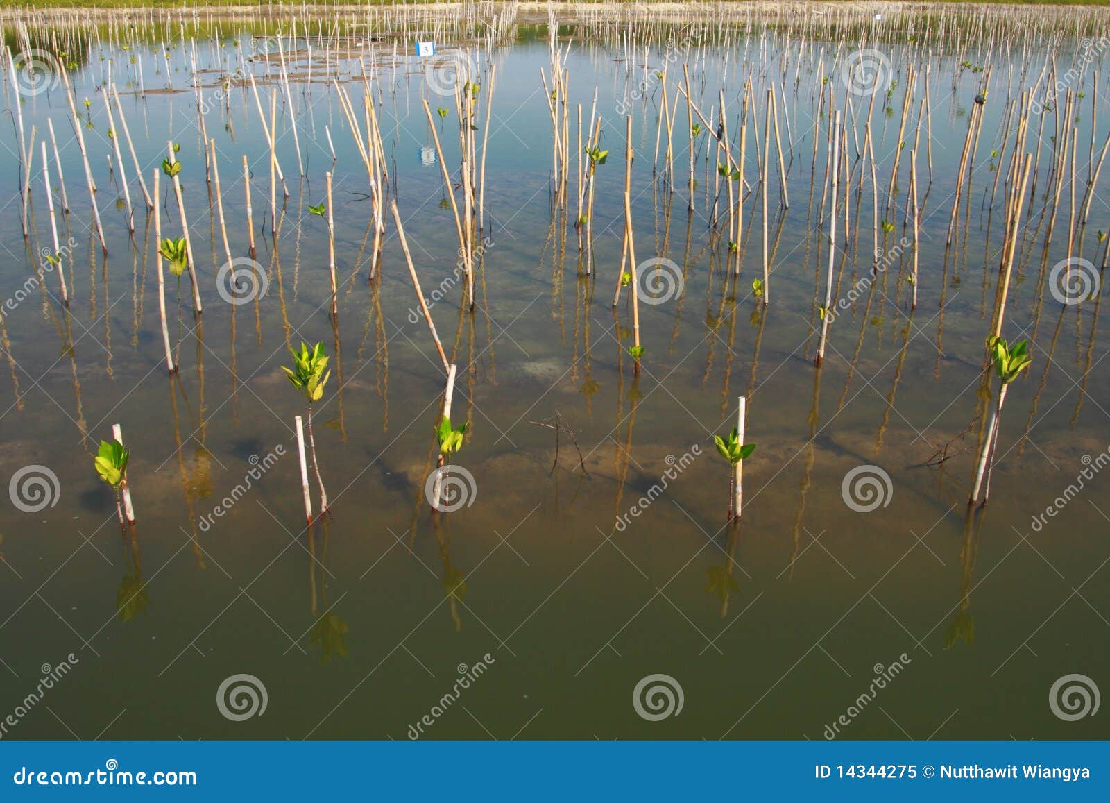 Young Trees Planting In Water Stock Image - Image of environment, green ...