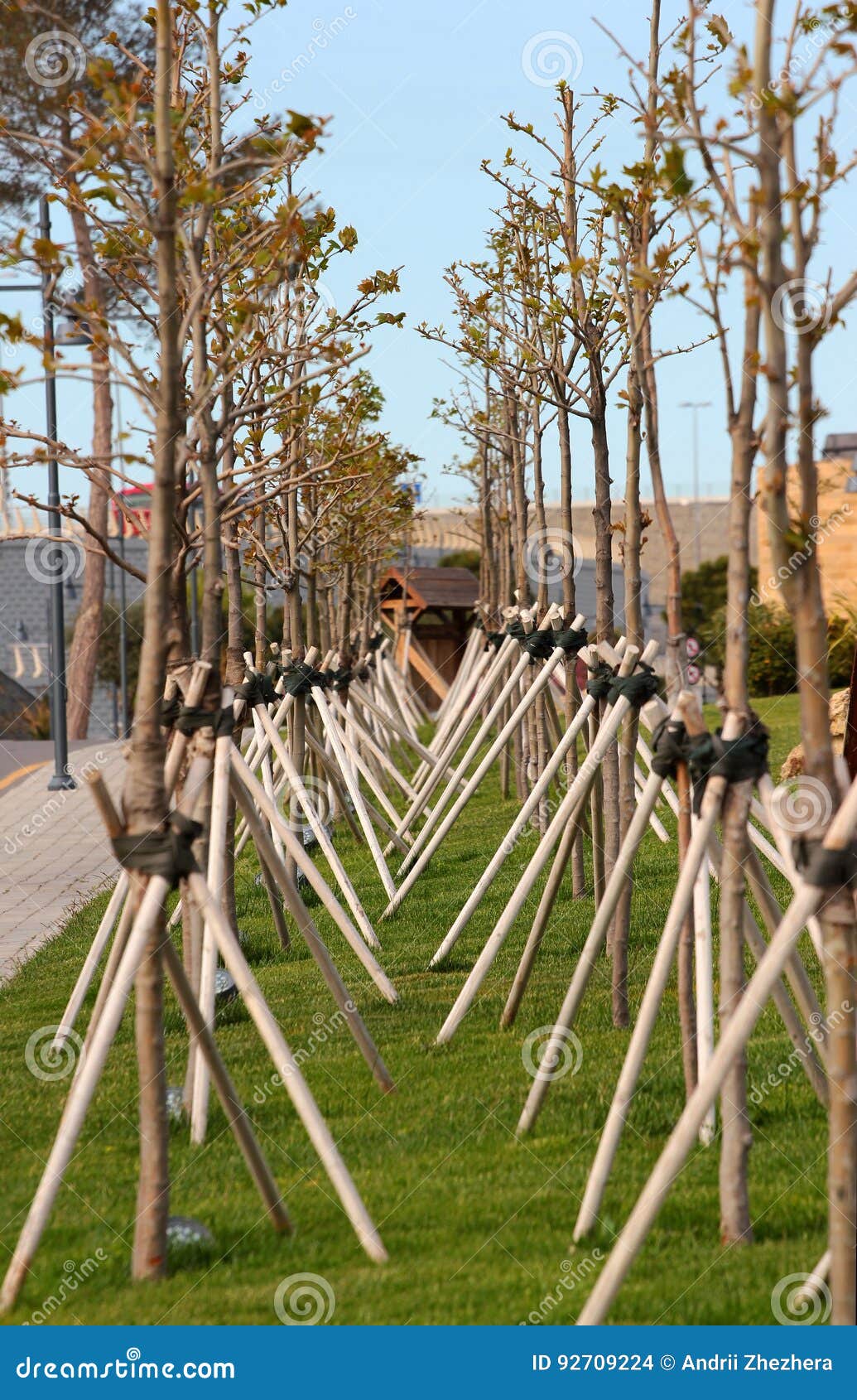 Young Trees with Props in a Park Stock Photo - Image of props, prop ...