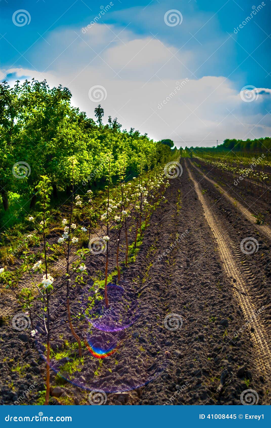 Young trees in a raw stock image. Image of blue, trees - 41008445