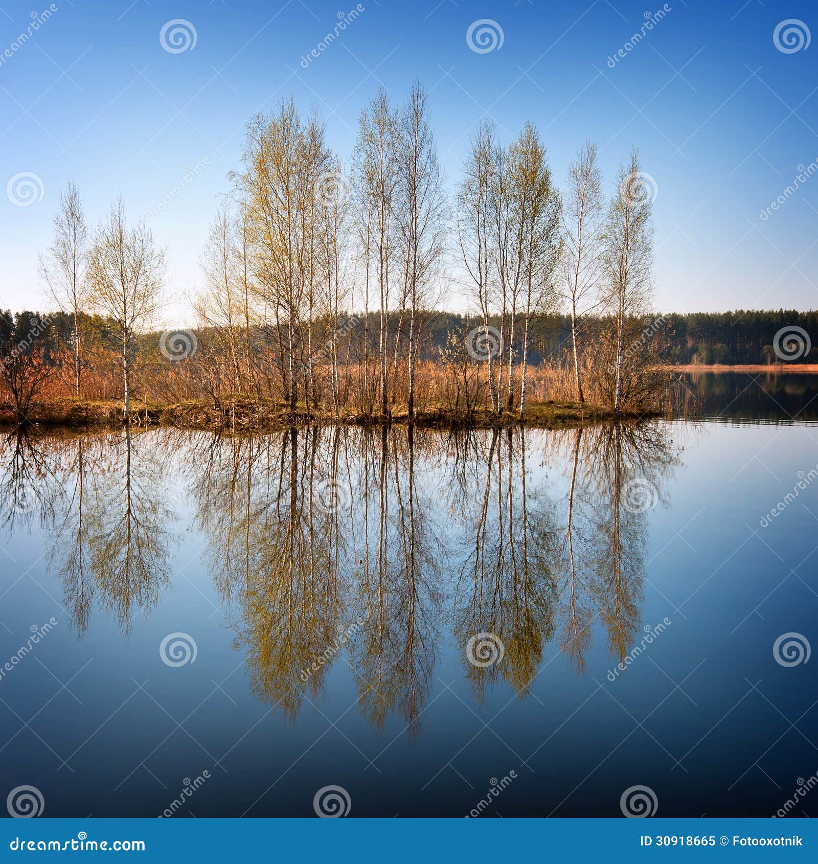 Young Trees are Reflected in Lake Water Stock Image - Image of natural ...