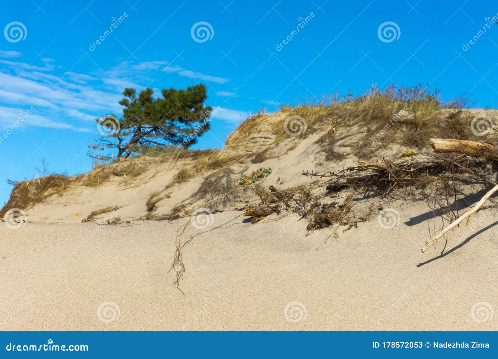 Young Trees on the Sea Sand, Sand Dunes Stock Image - Image of panorama ...