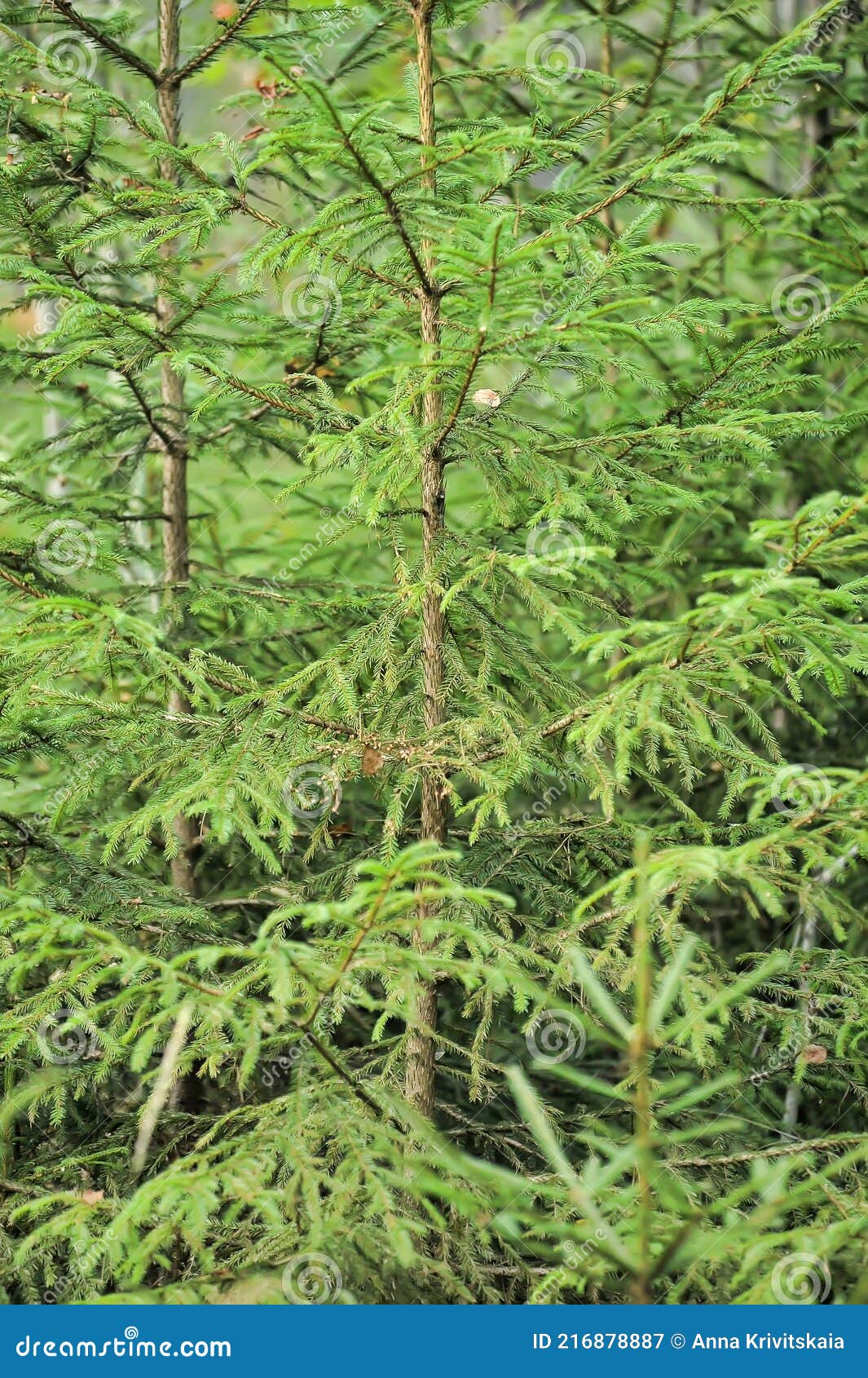 Young Trees in the Summer in the Forest Stock Image - Image of closeup ...