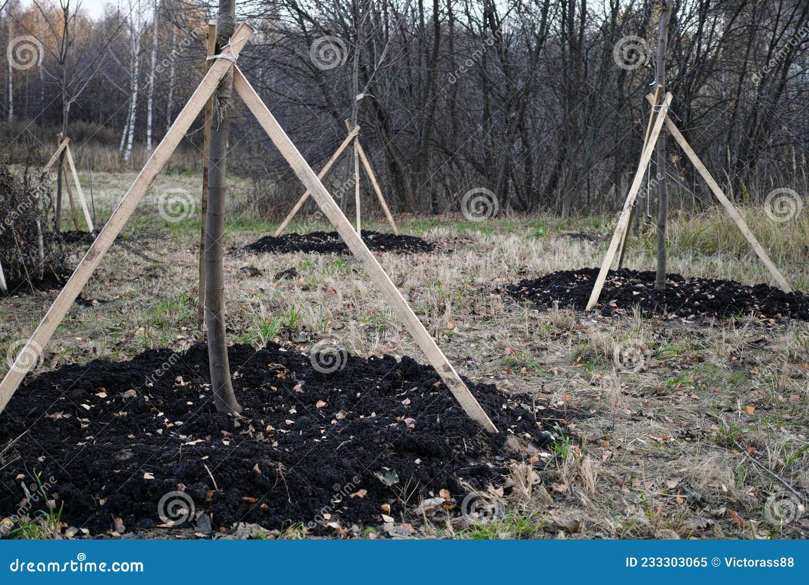 Young trees support stock image. Image of outdoor, park - 233303065