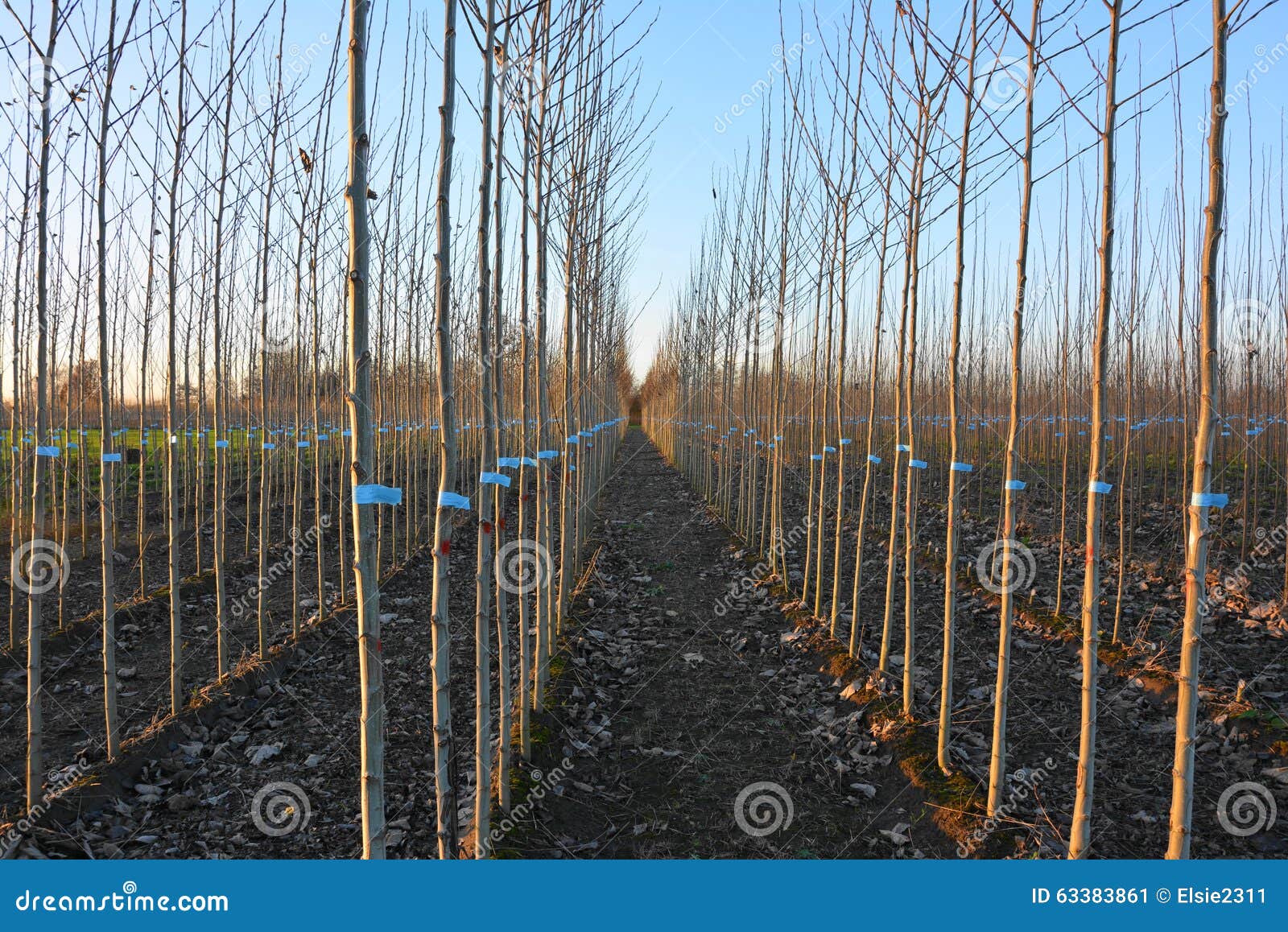 Young Trees in Tree-nursery Stock Image - Image of plants, young: 63383861