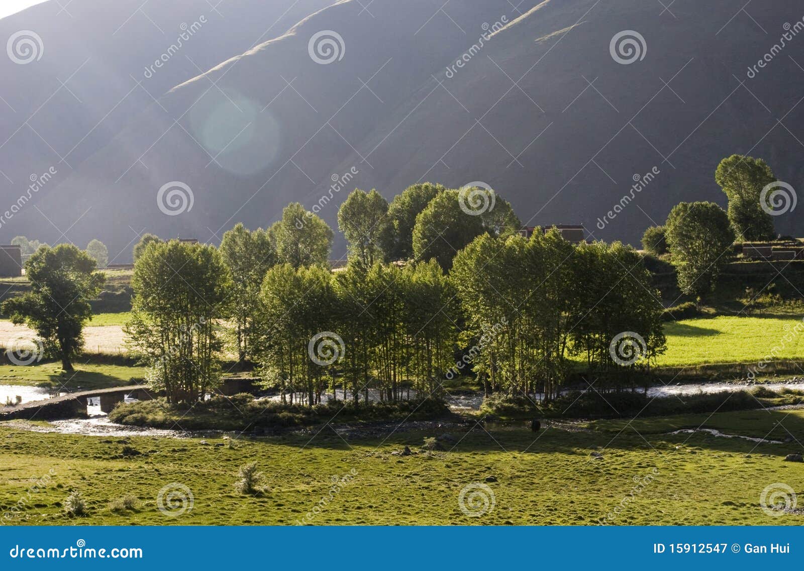 Young Trees Under Sun Light. Stock Image - Image of casting ...