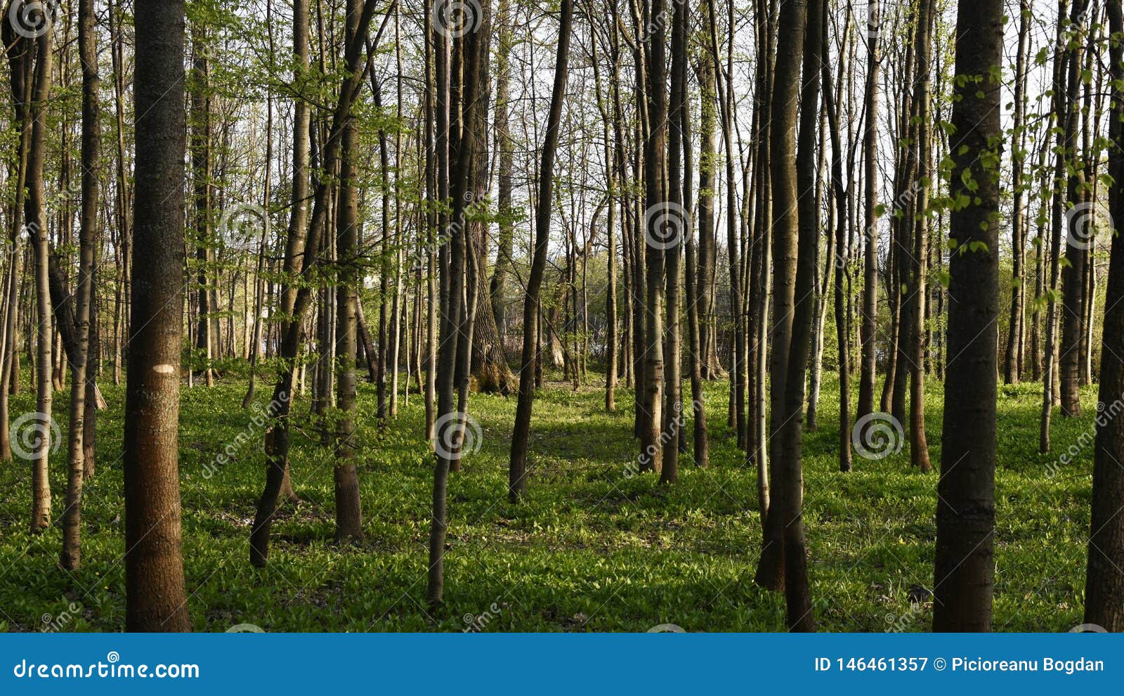 Young trees young forest stock image. Image of nature - 146461357