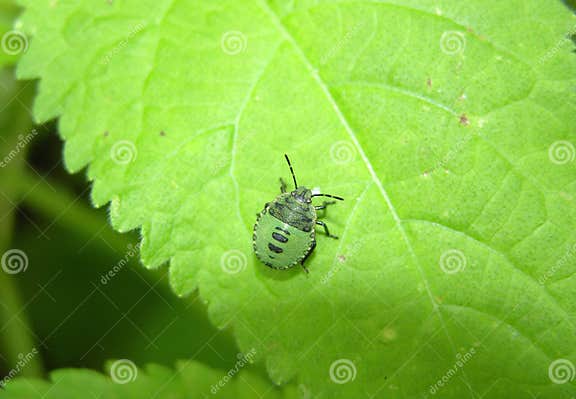 Young true bug stock image. Image of green, insect, tree - 12129157