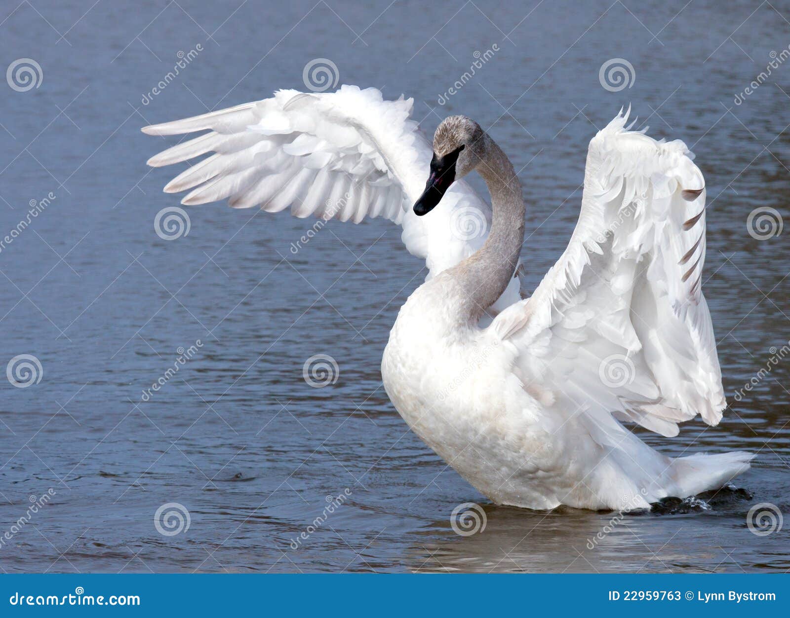 Young Trumpeter Swan stock image. Image of waterfowl - 22959763