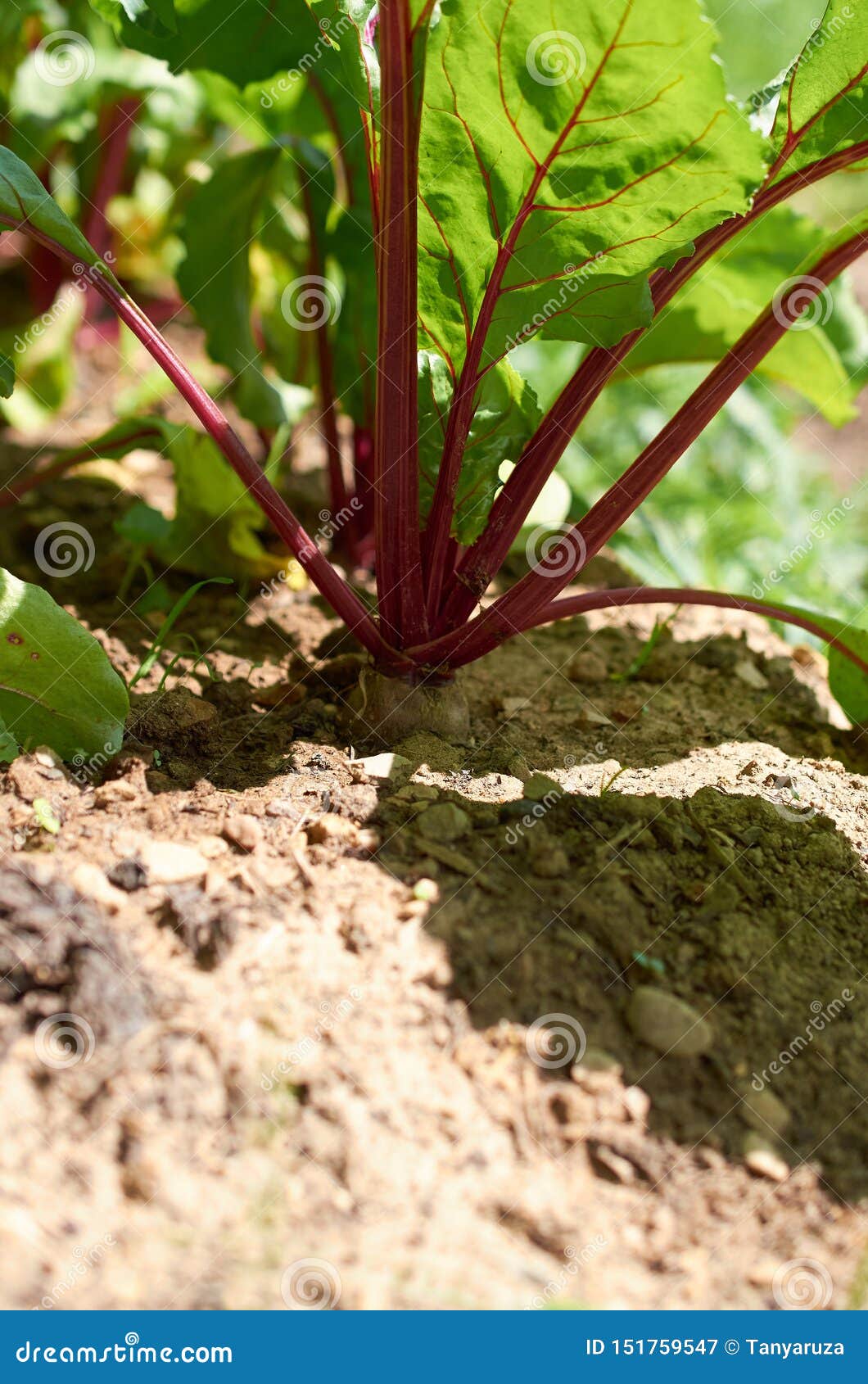 Tuber Growing To A Plant. Tissue Culture Plant Tuber. Tissue Culture ...