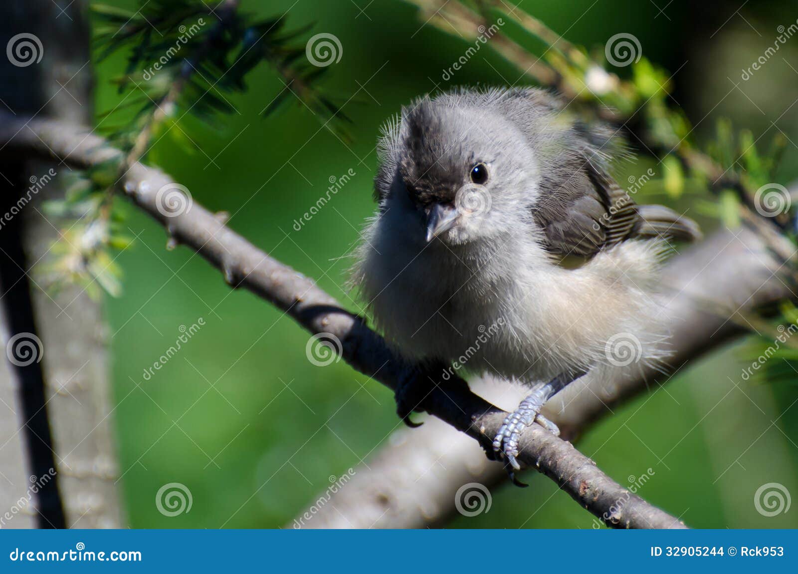 Young Tufted Titmouse All Fluffed Up Stock Photo - Image of baby ...