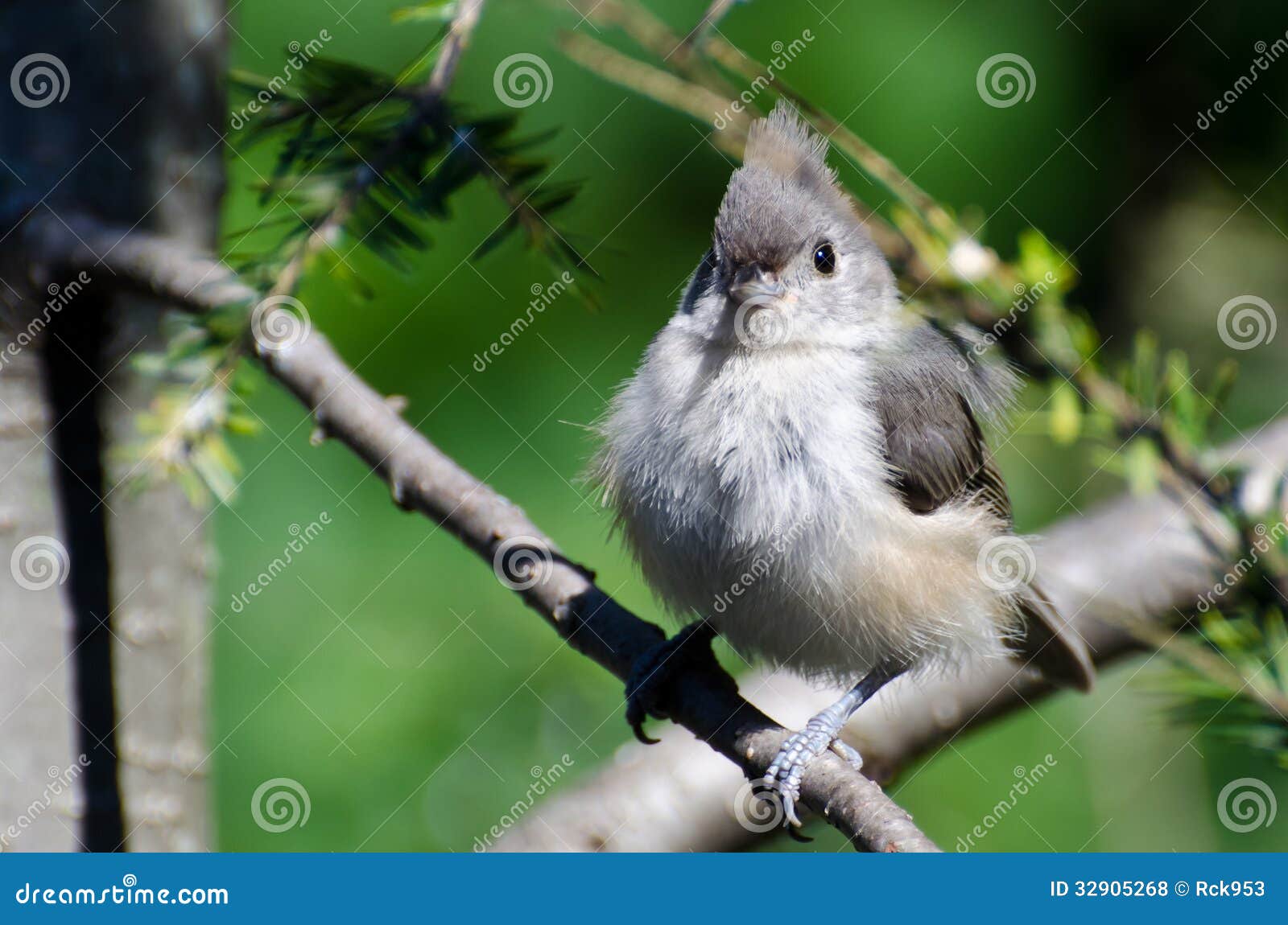Young Tufted Titmouse All Fluffed Up Stock Photo - Image of baby, bird ...