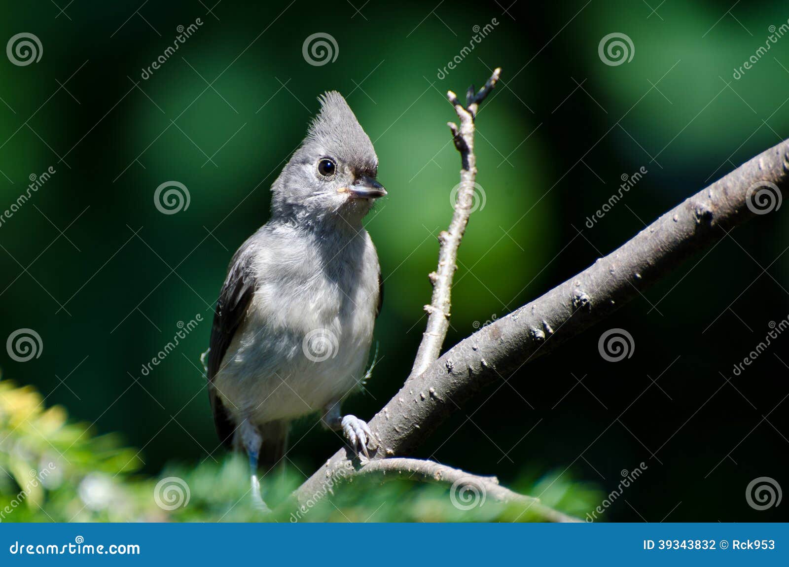 Young Tufted Titmouse stock photo. Image of blue, tufted - 39343832