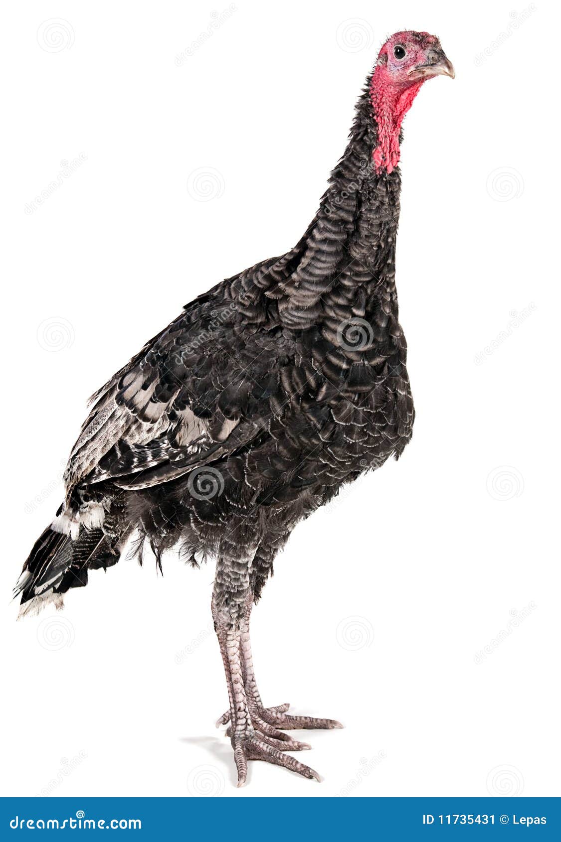 Young turkey stock image. Image of vertical, closeup - 11735431