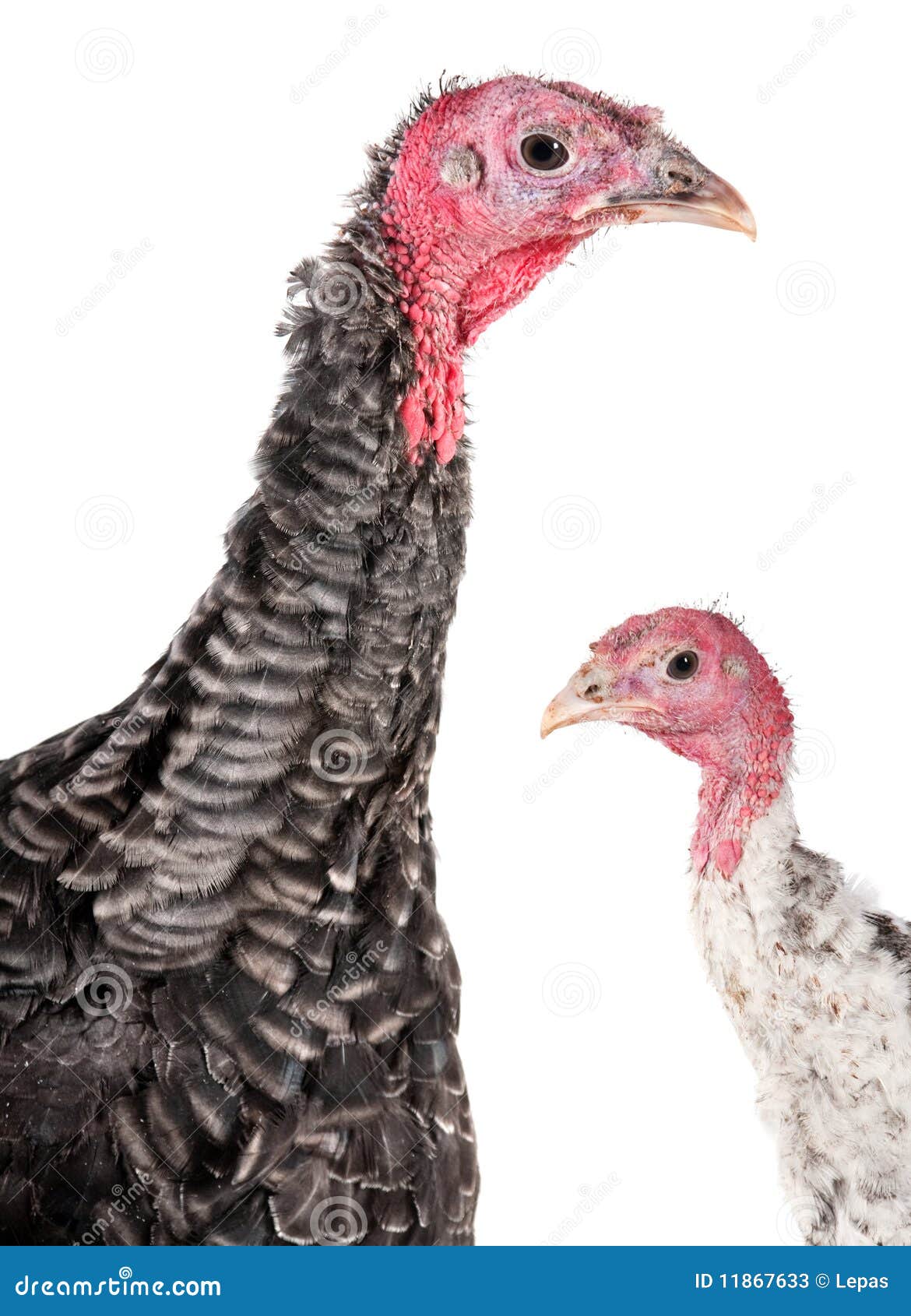 Young turkey stock image. Image of horizontal, white - 11867633
