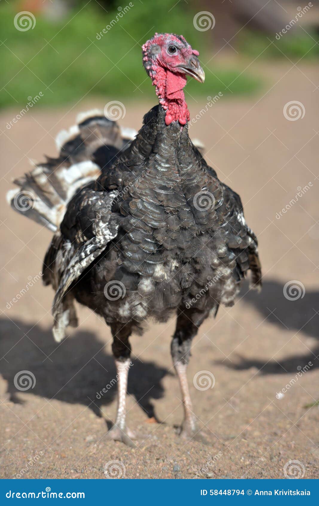 Young turkey bird stock photo. Image of british, birds - 58448794