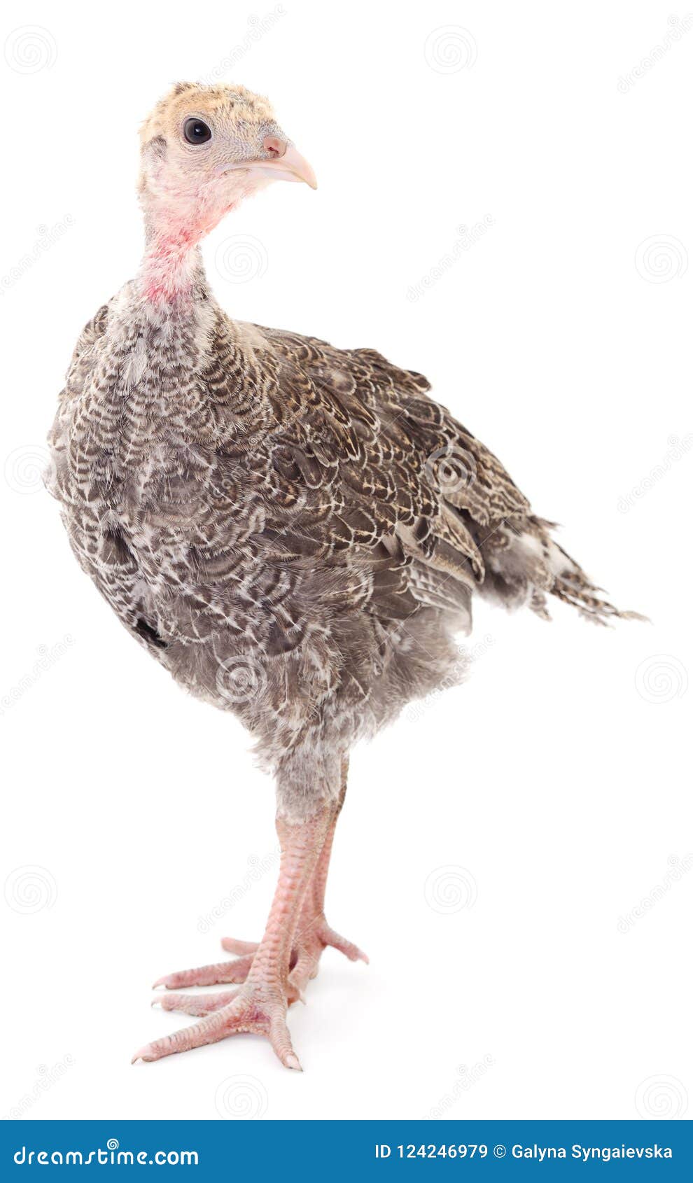 Young turkey bird. stock image. Image of black, closeup - 124246979