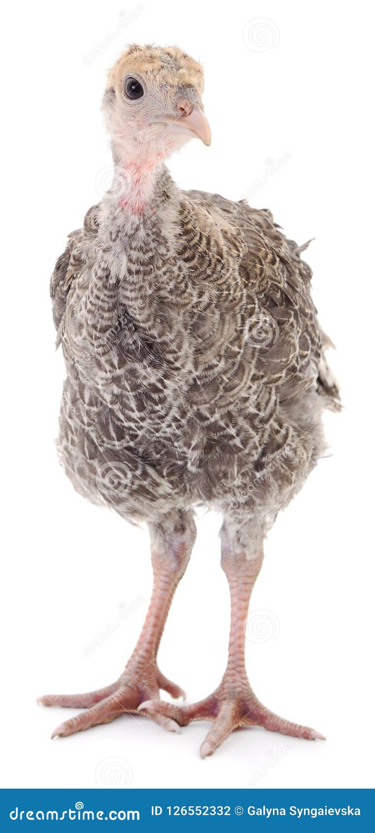 1,550 Young Turkey Bird Stock Photos - Free & Royalty-Free Stock Photos ...