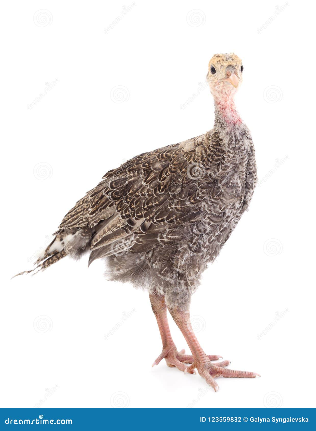 Young turkey bird. stock photo. Image of gobbler, young - 123559832