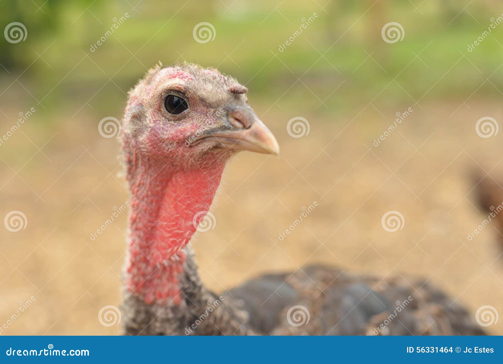 Young Turkey stock photo. Image of grass, domestic, color - 56331464