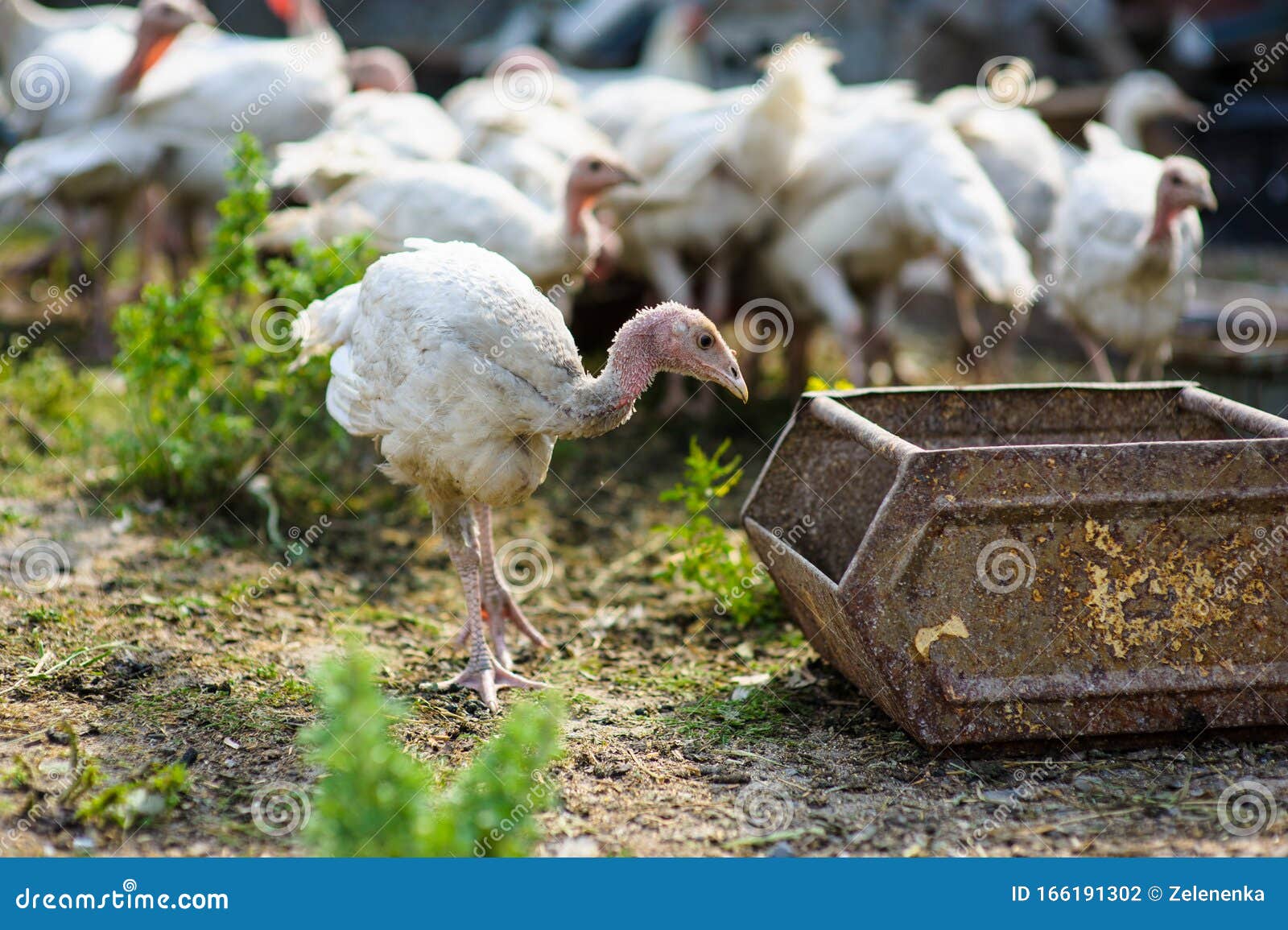 Young turkey on a farm stock photo. Image of closeup - 166191302