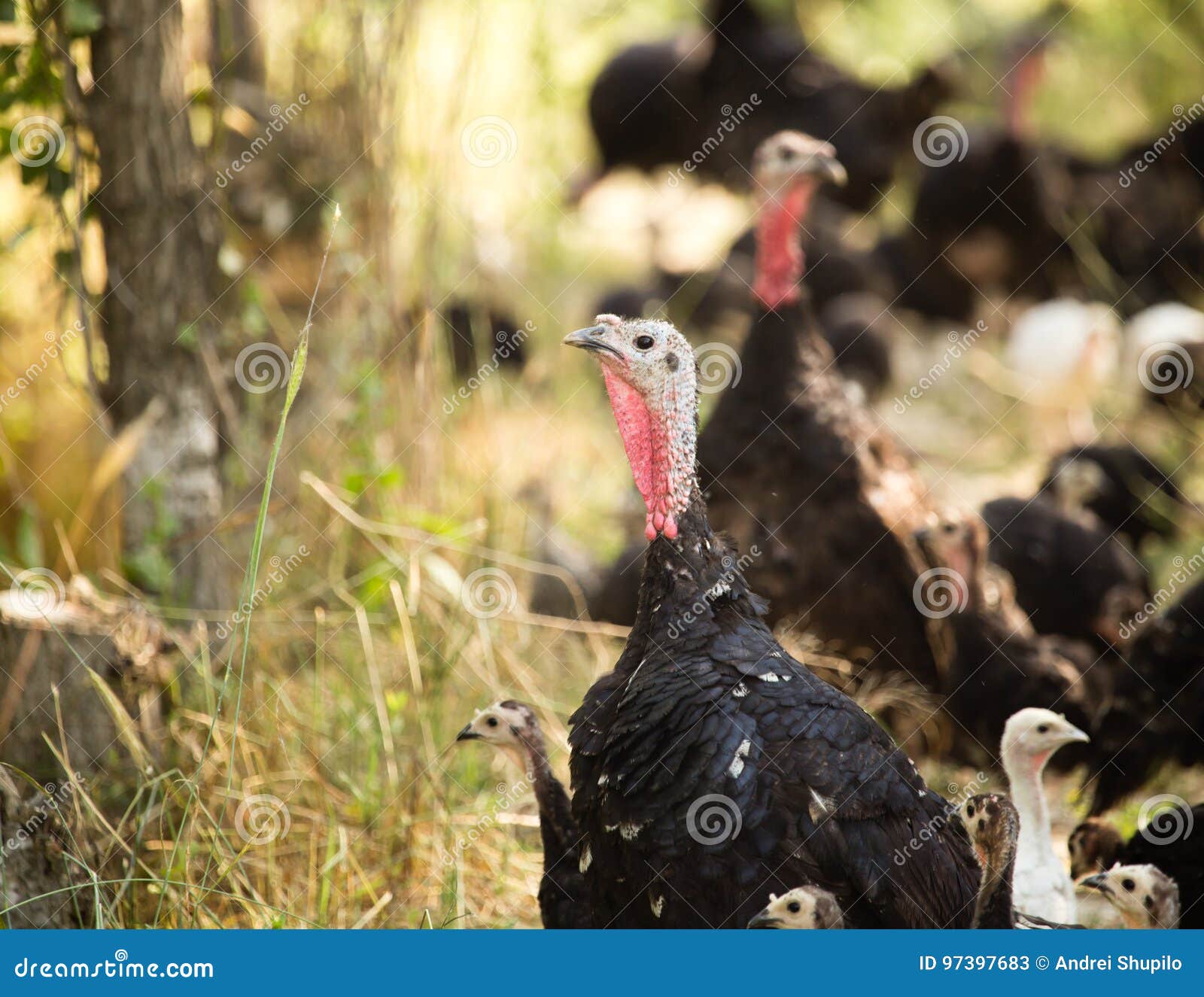 Young turkey on the farm stock image. Image of domestic - 97397683