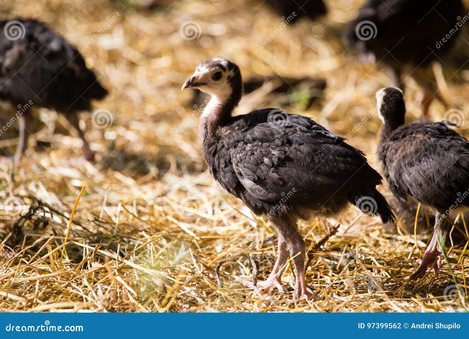 Young turkey on the farm stock photo. Image of brown - 97399562