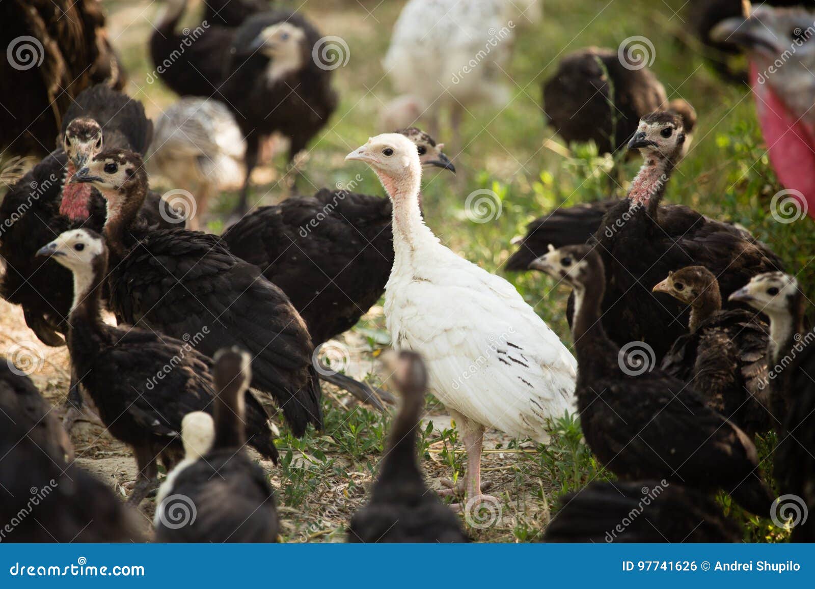 Young turkey on the farm stock photo. Image of large - 97741626