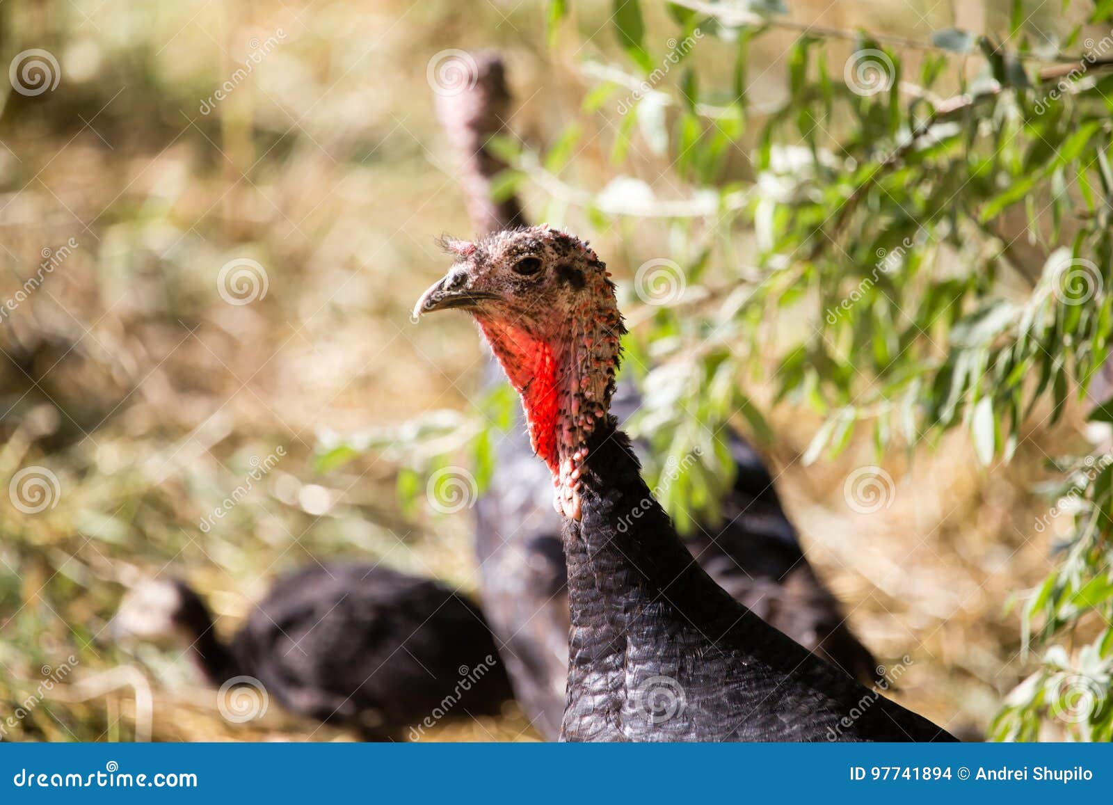 Young turkey on the farm stock photo. Image of autumn - 97741894