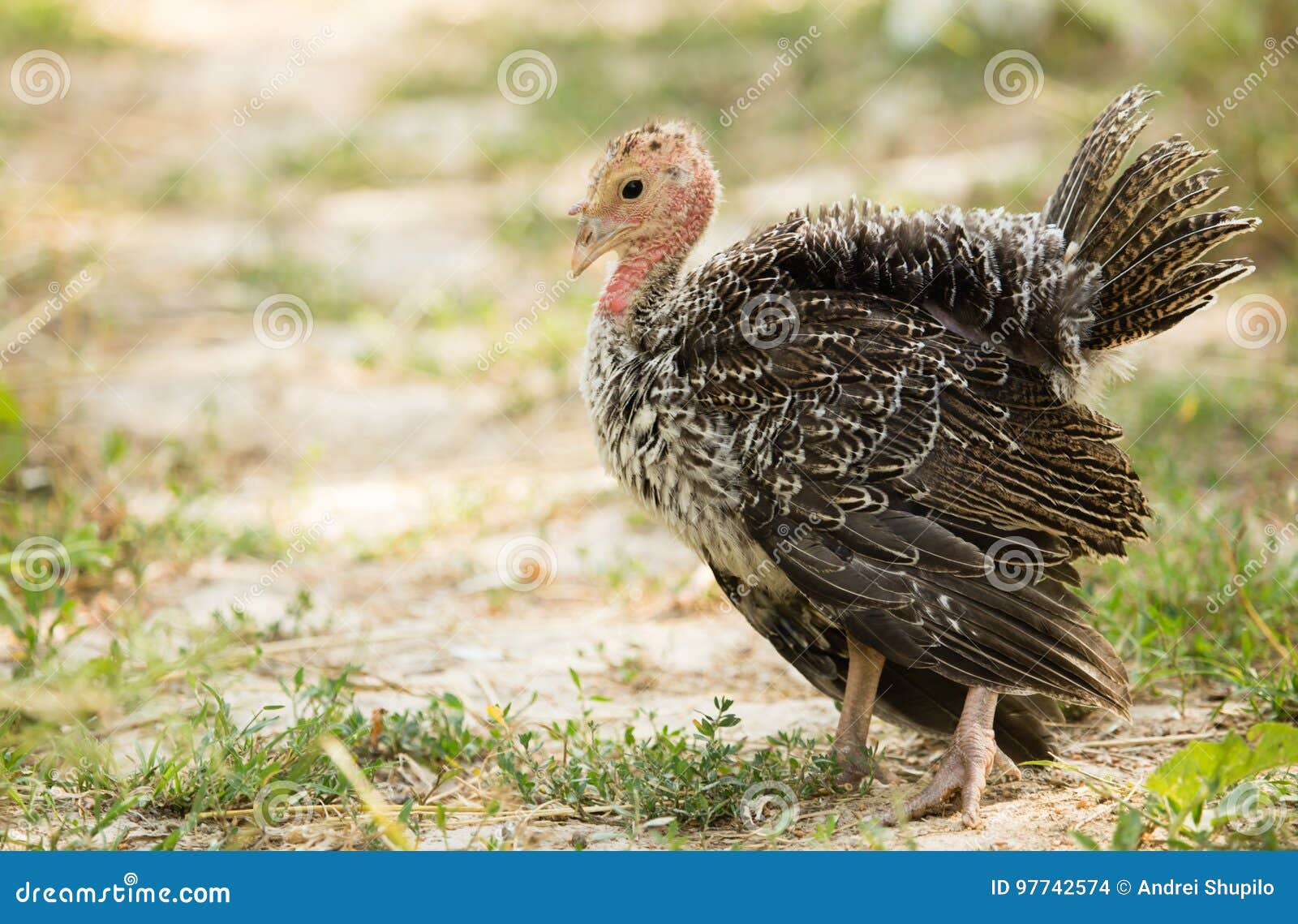 Young Turkey On The Farm Stock Photo | CartoonDealer.com #97742574