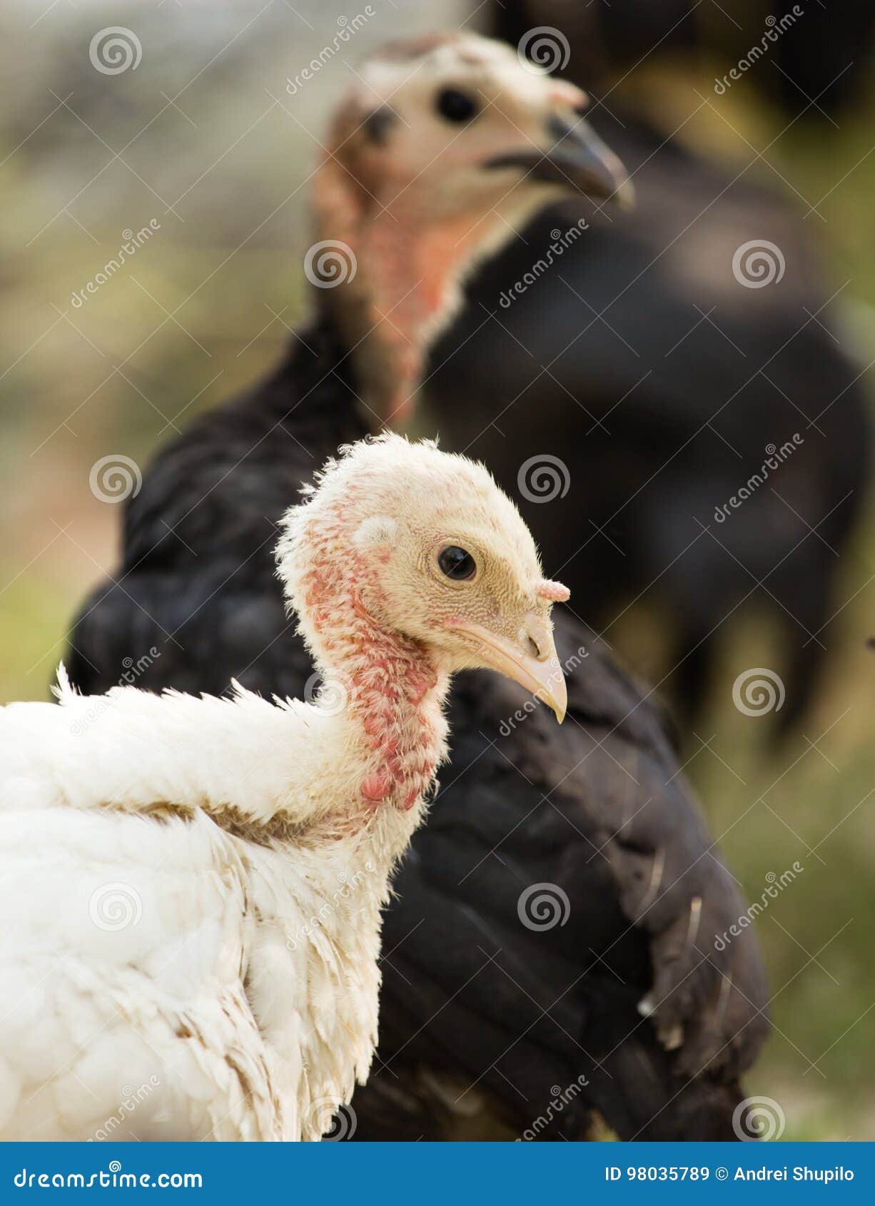 Young turkey on the farm stock image. Image of female - 98035789