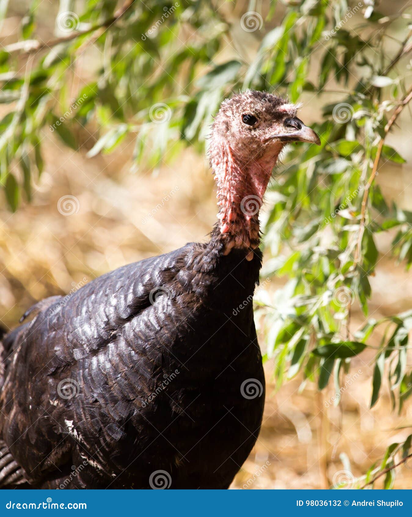 Young turkey on the farm stock photo. Image of rural - 98036132