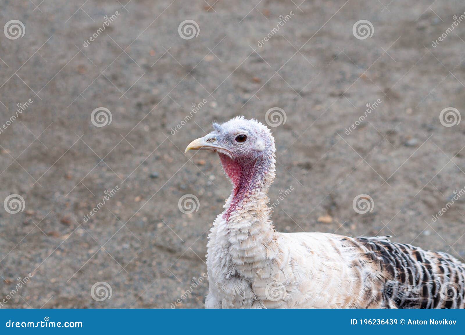 A young turkey on a farm stock image. Image of farming - 196236439