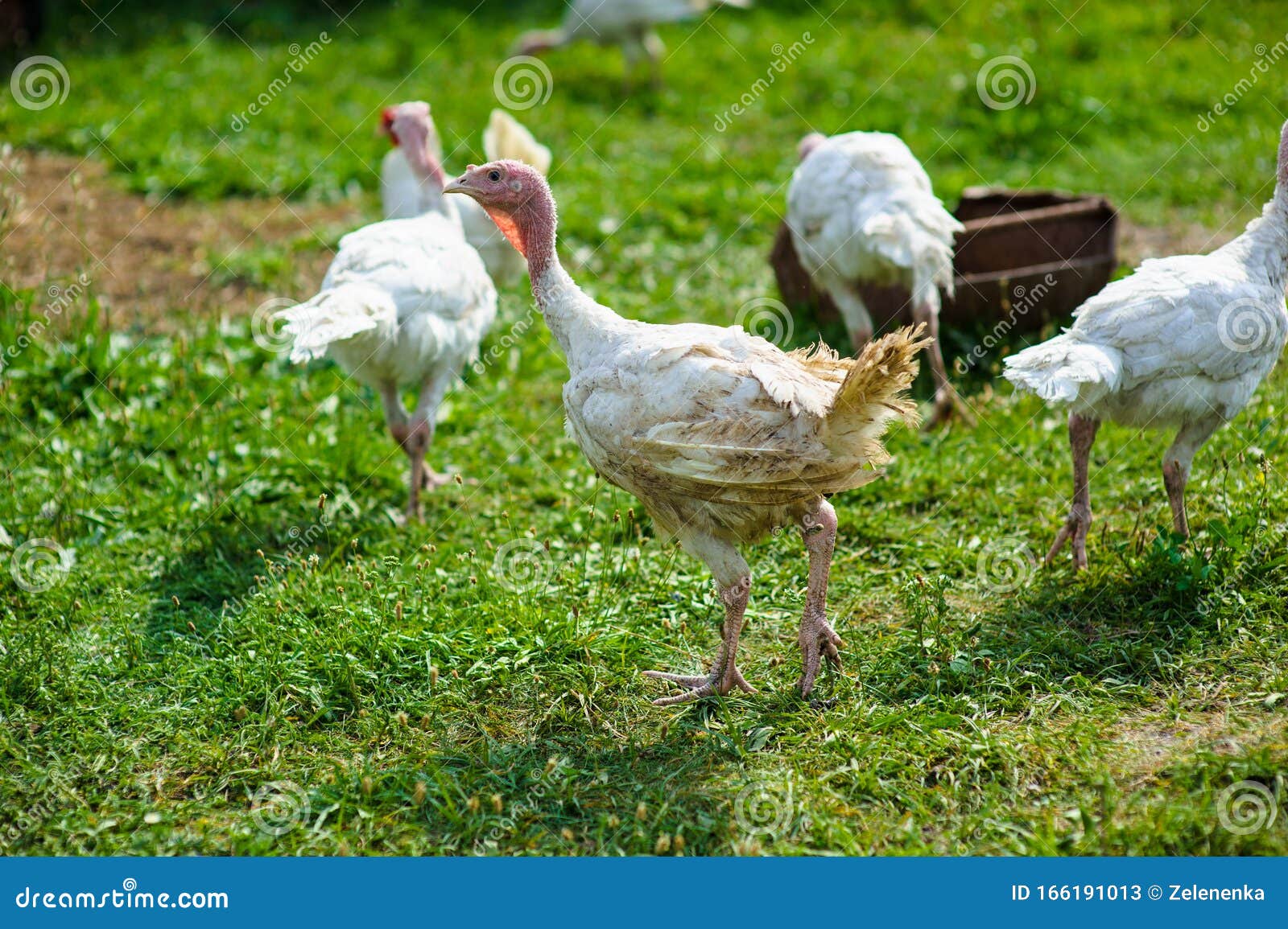Young turkey on a farm stock image. Image of grass, brown - 166191013