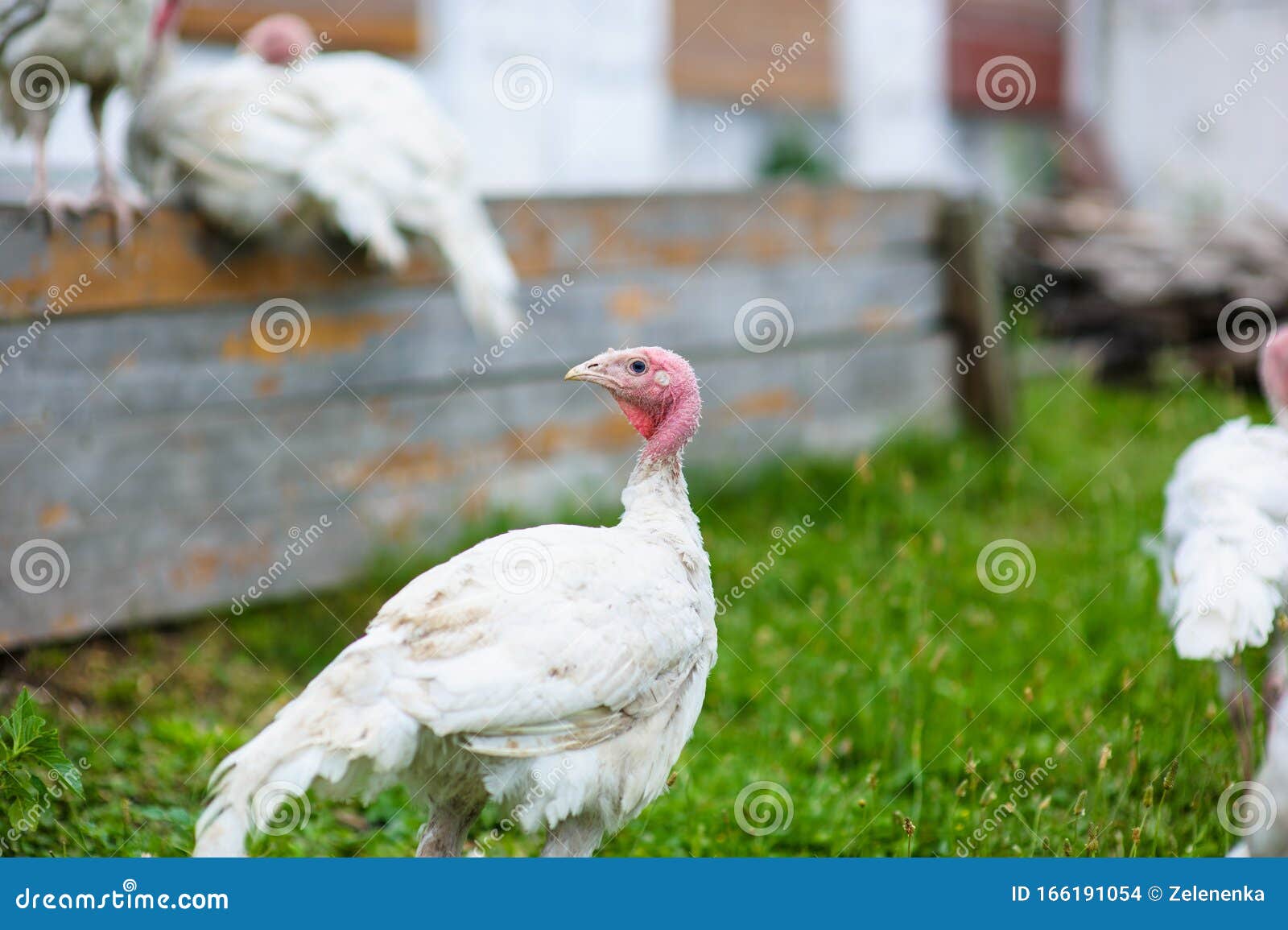 Young turkey on a farm stock photo. Image of farm, animal - 166191054