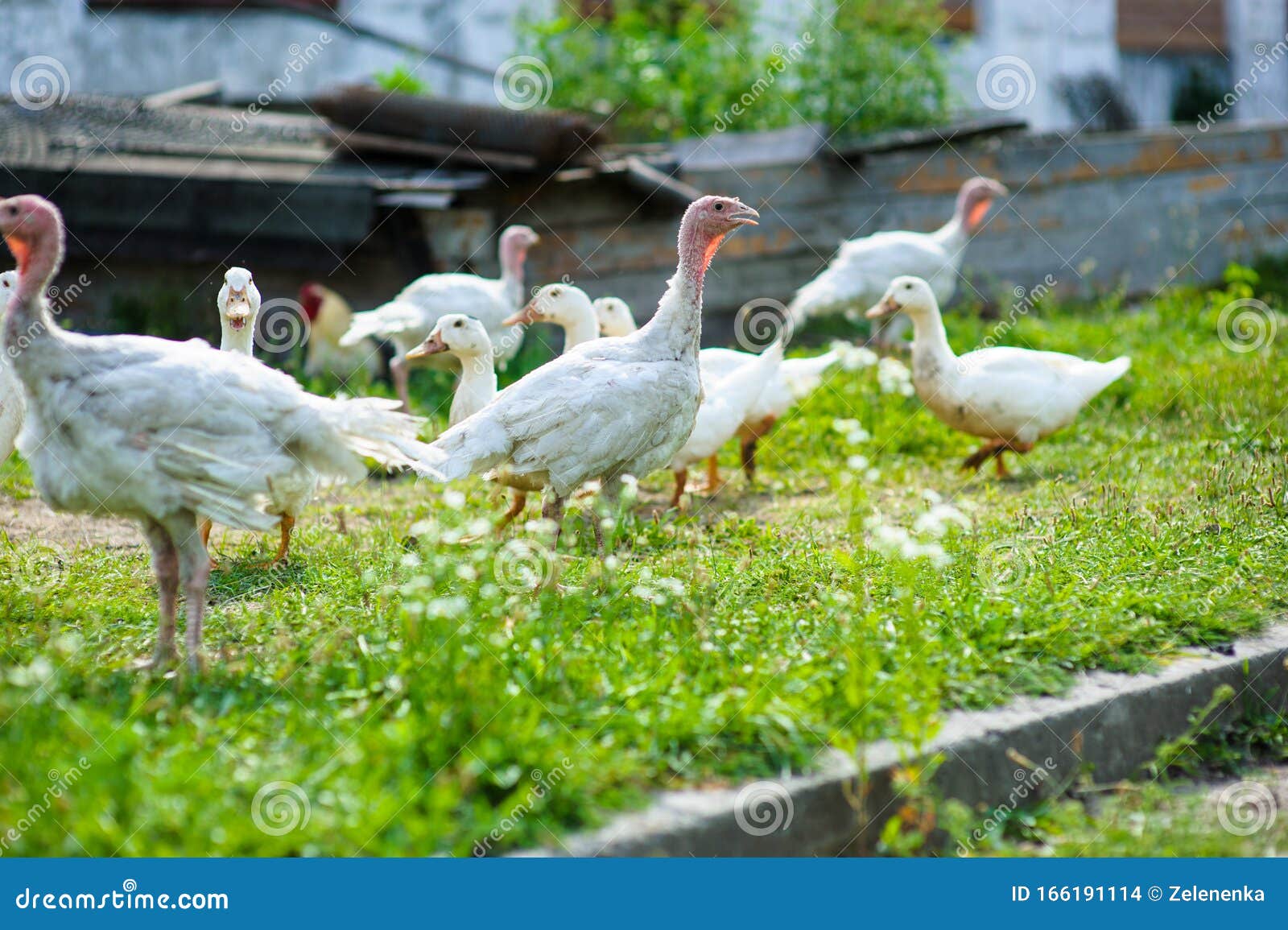 Young turkey on a farm stock photo. Image of domestic - 166191114