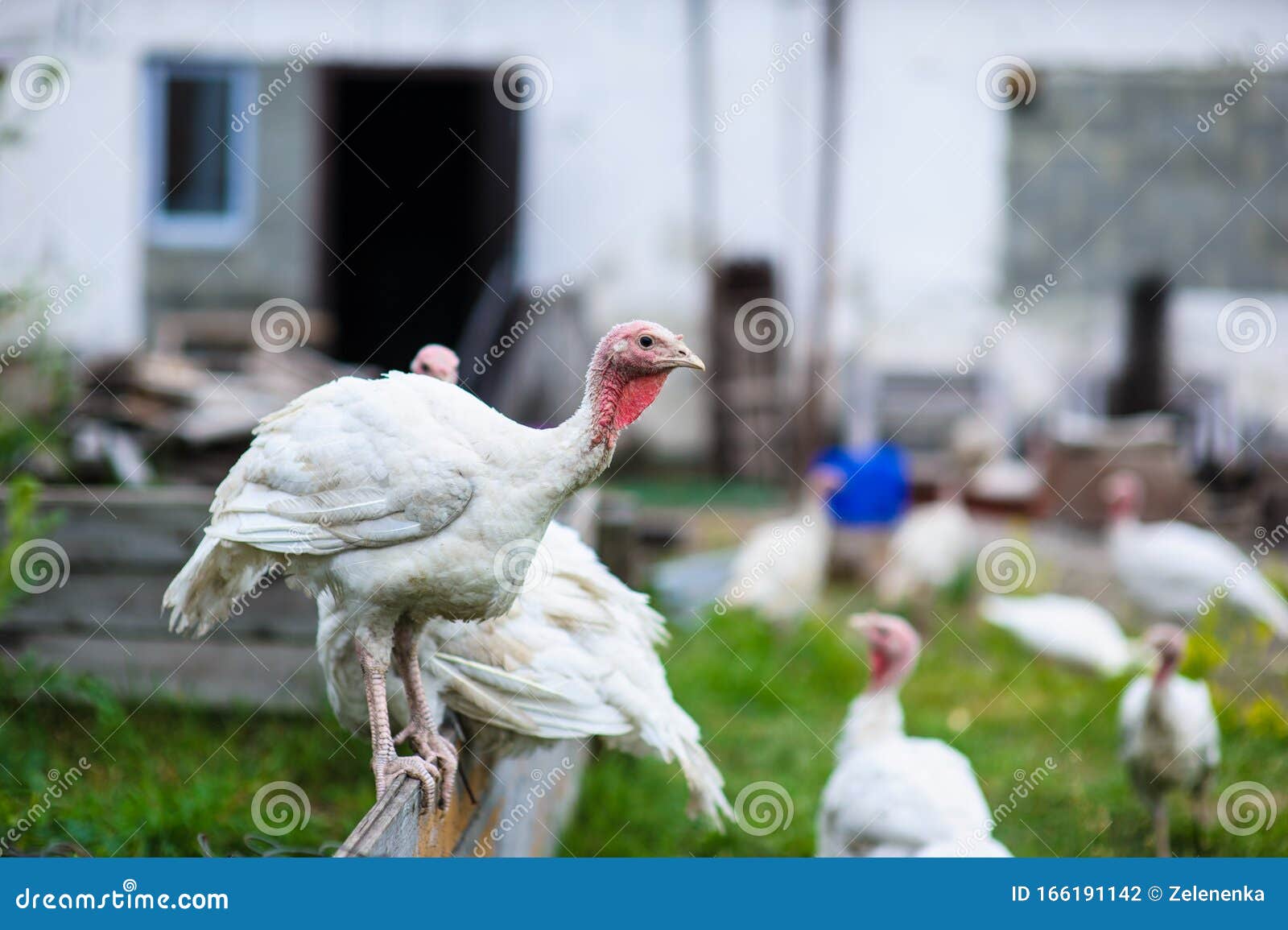 Young turkey on a farm stock photo. Image of head, cockerel - 166191142