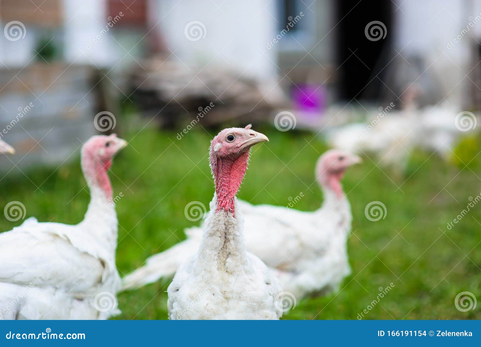 Young turkey on a farm stock photo. Image of cockerel - 166191154
