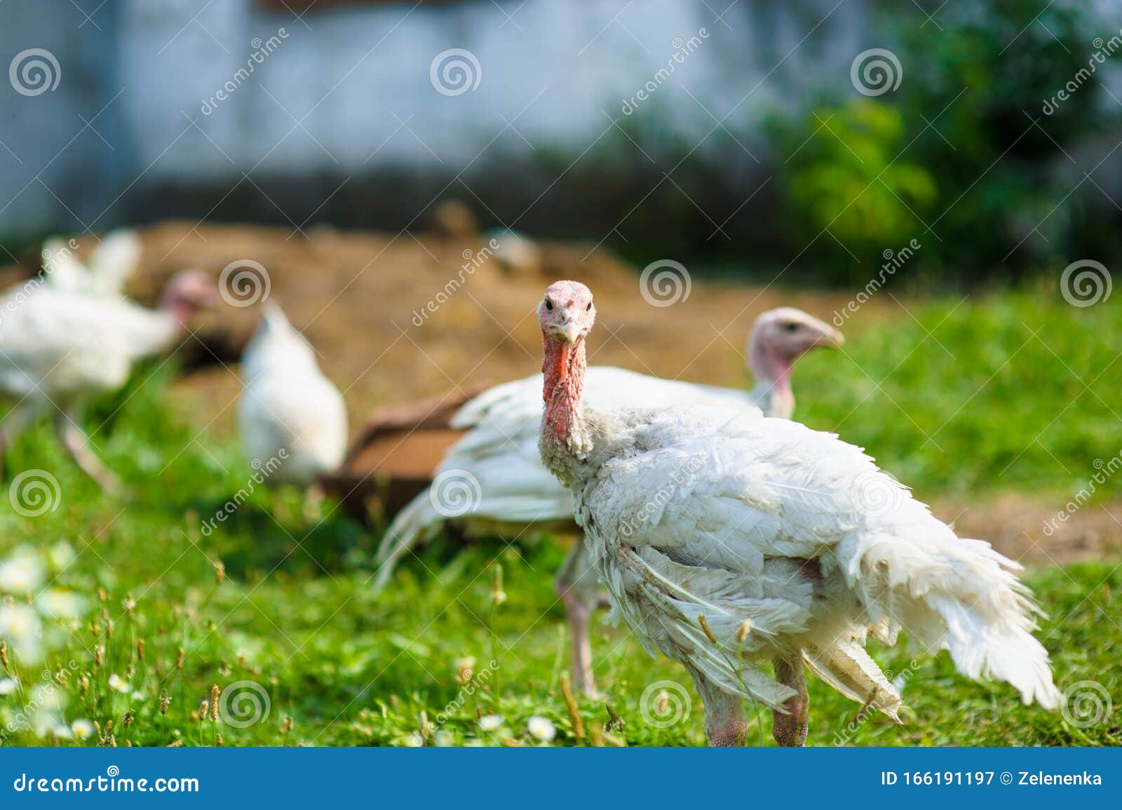 Young turkey on a farm stock image. Image of beauty - 166191197