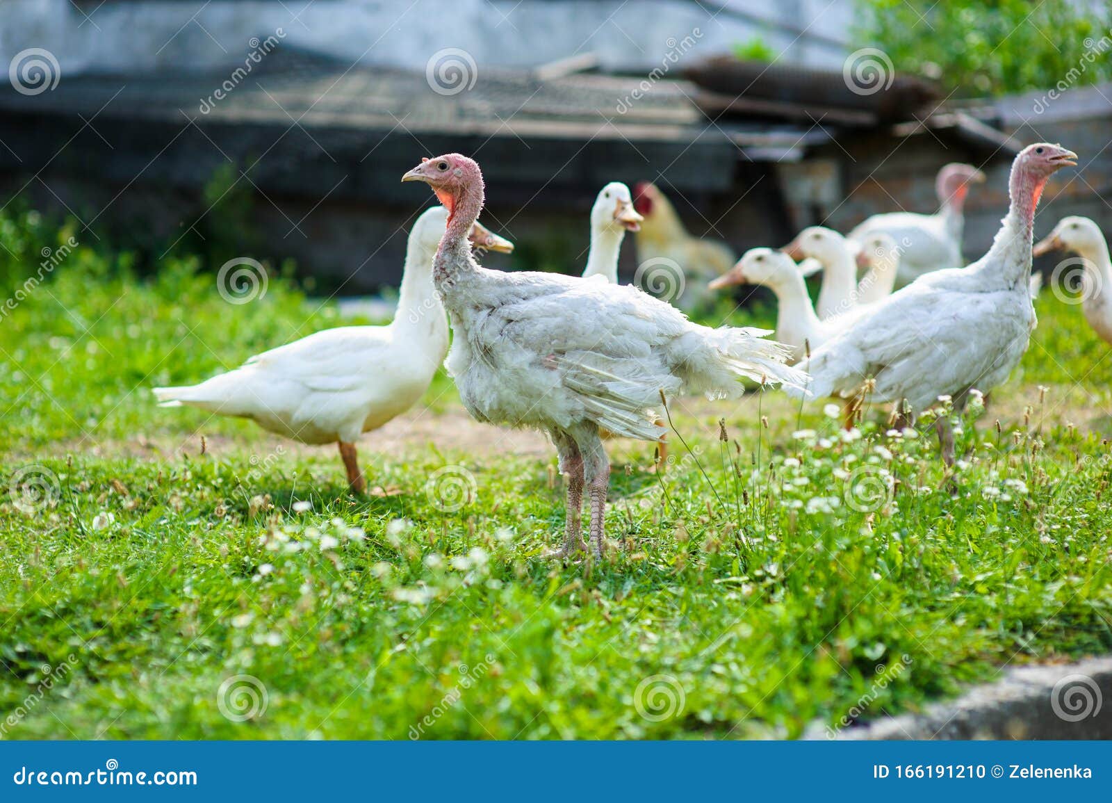 Young turkey on a farm stock photo. Image of cockerel - 166191210