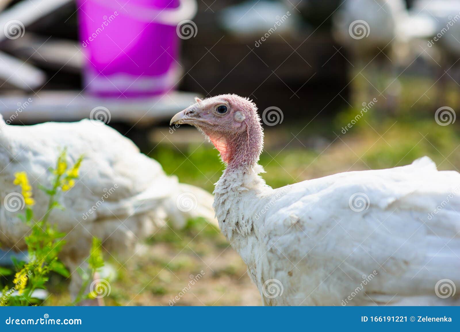 Young turkey on a farm stock image. Image of male, chicken - 166191221