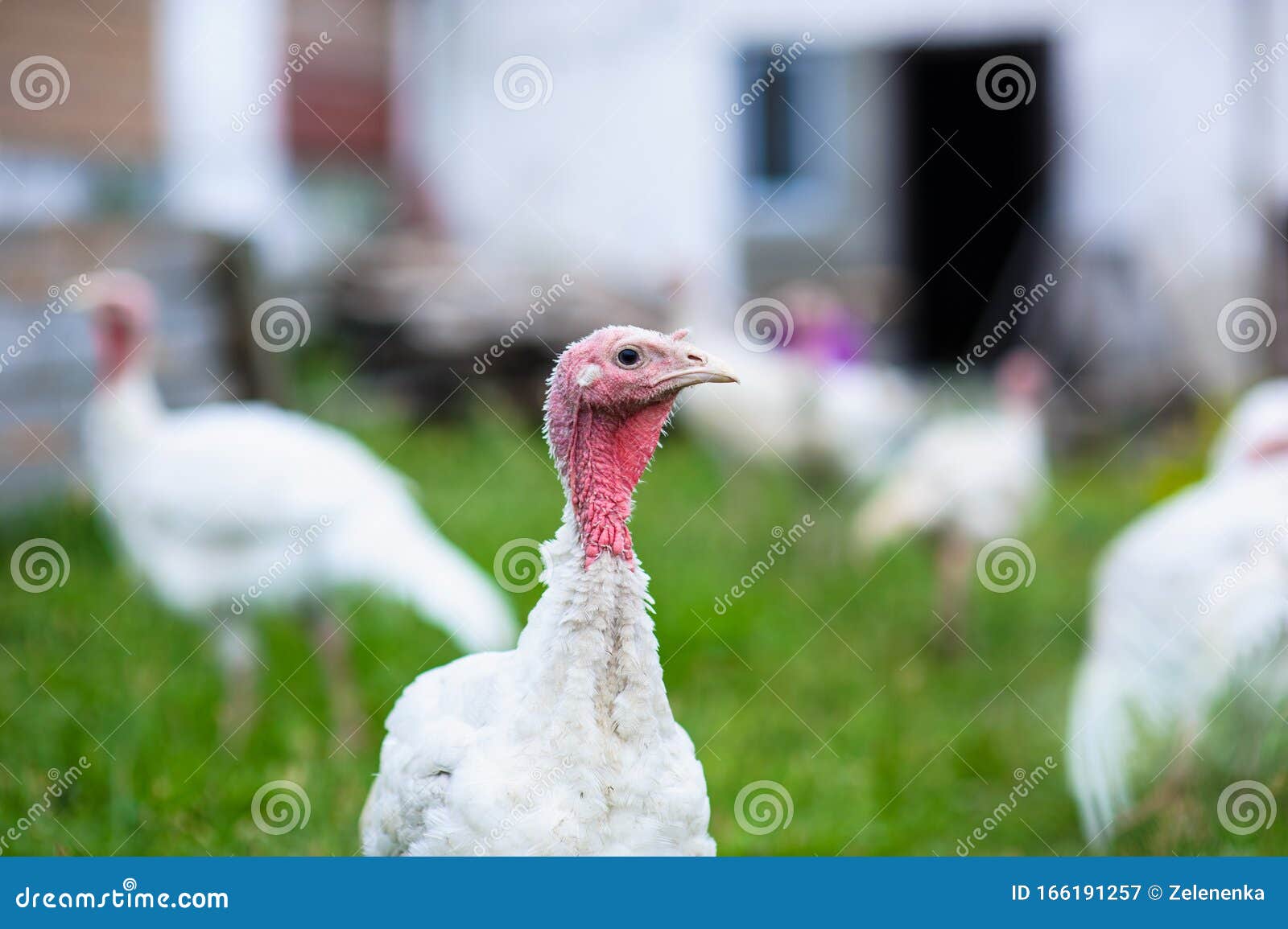 Young turkey on a farm stock image. Image of closeup - 166191257