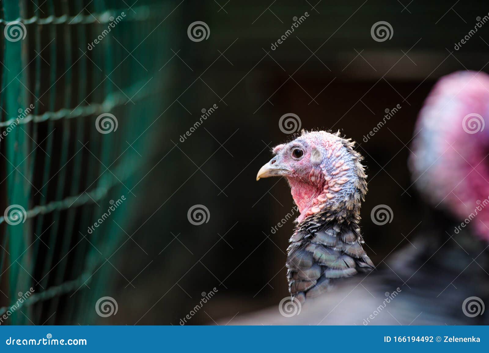 Young turkey on a farm stock photo. Image of meat, domestic - 166194492