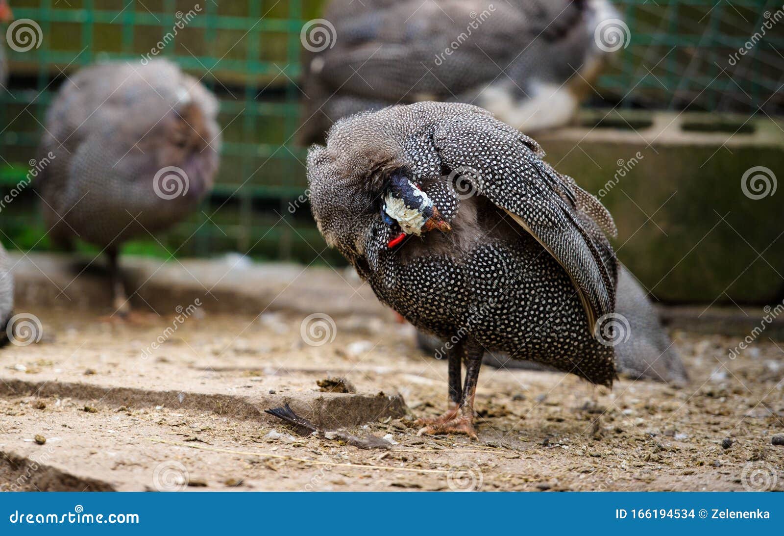 Young turkey on a farm stock photo. Image of beauty - 166194534