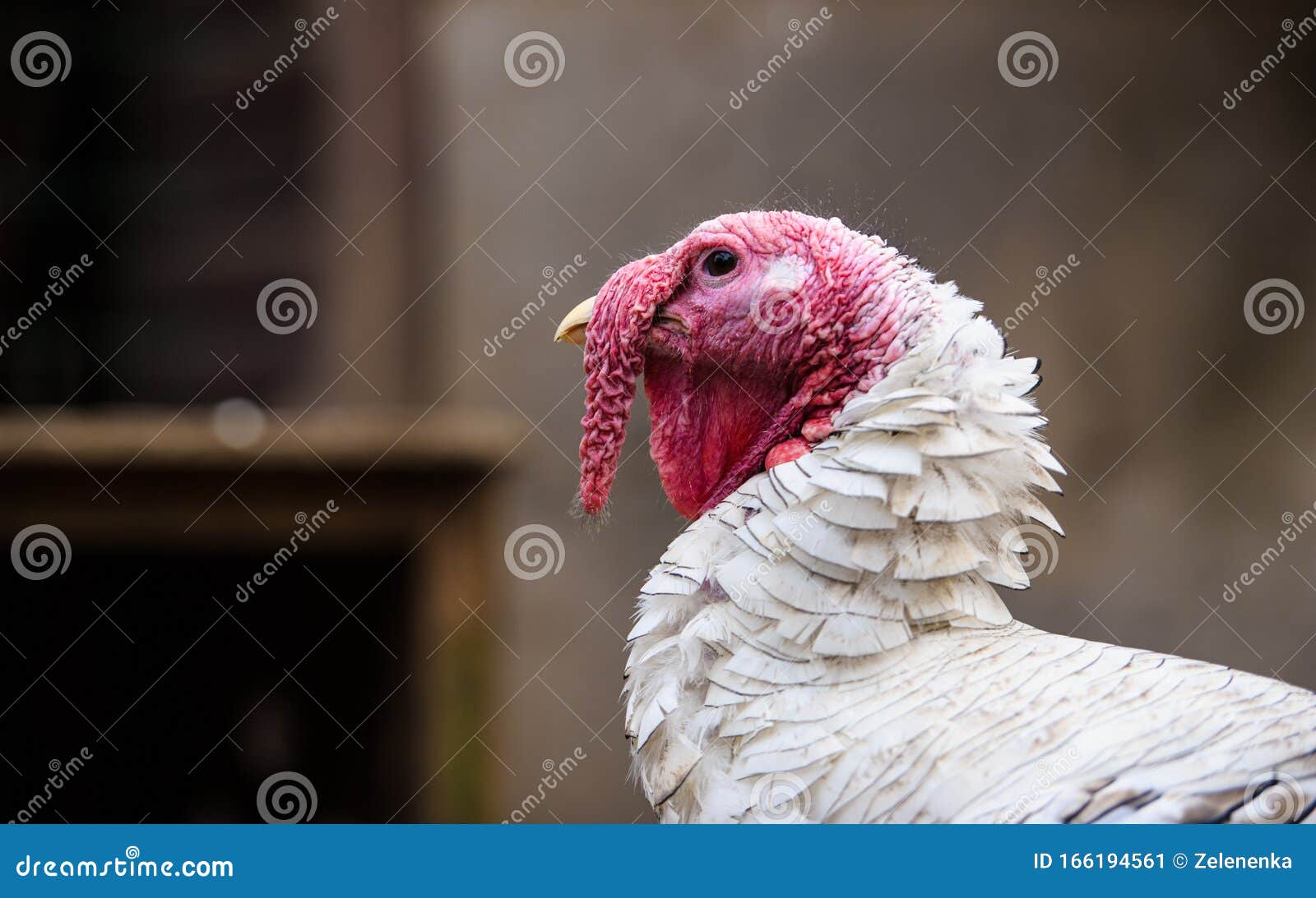 Young turkey on a farm stock image. Image of male, bristle - 166194561