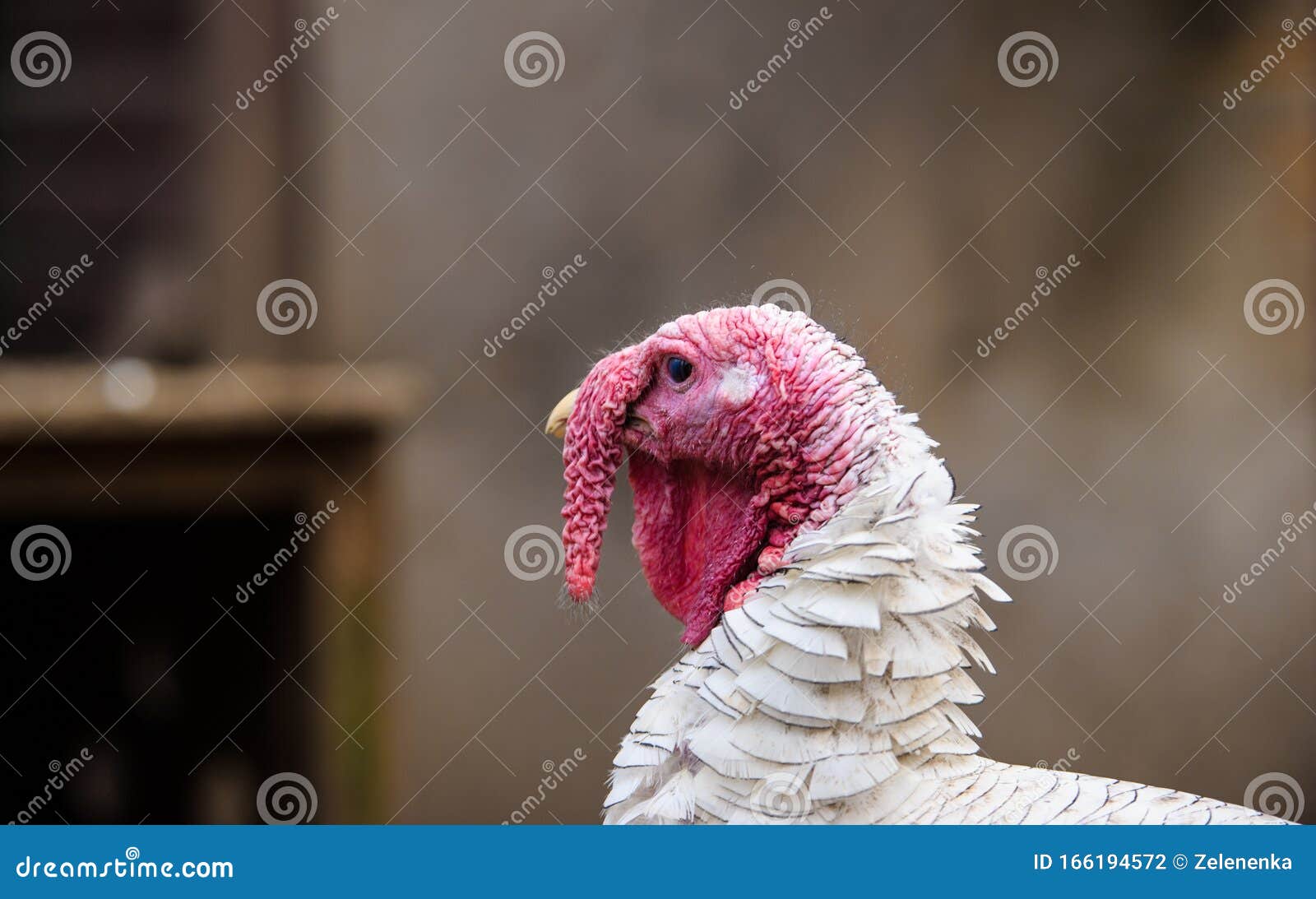 Young turkey on a farm stock photo. Image of color, cockerel - 166194572