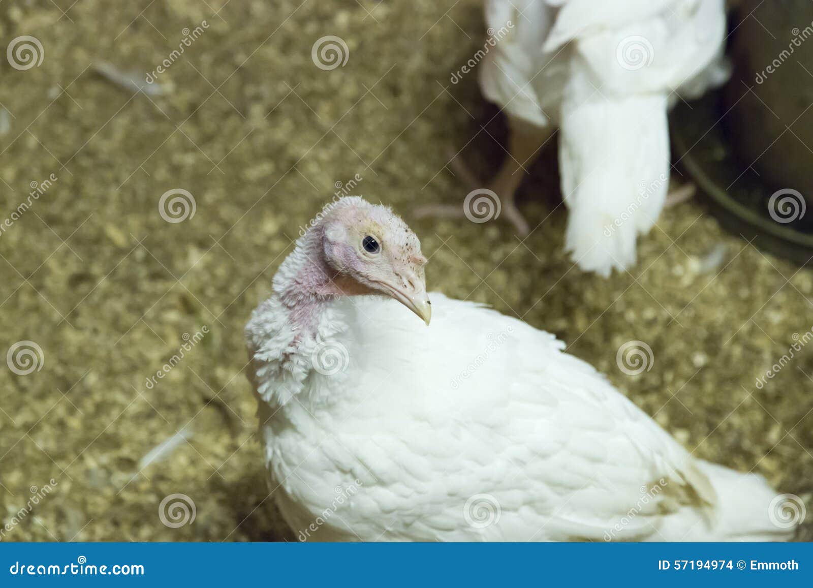 Young Turkey stock photo. Image of bird, turkey, feathers - 57194974